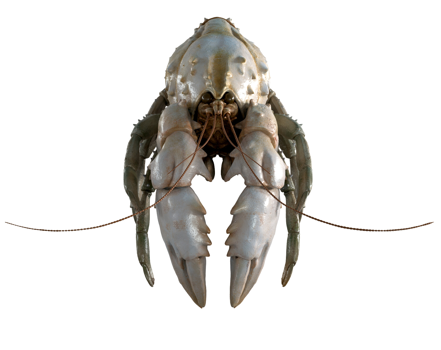 ArtStation - White Burrowing Crayfish