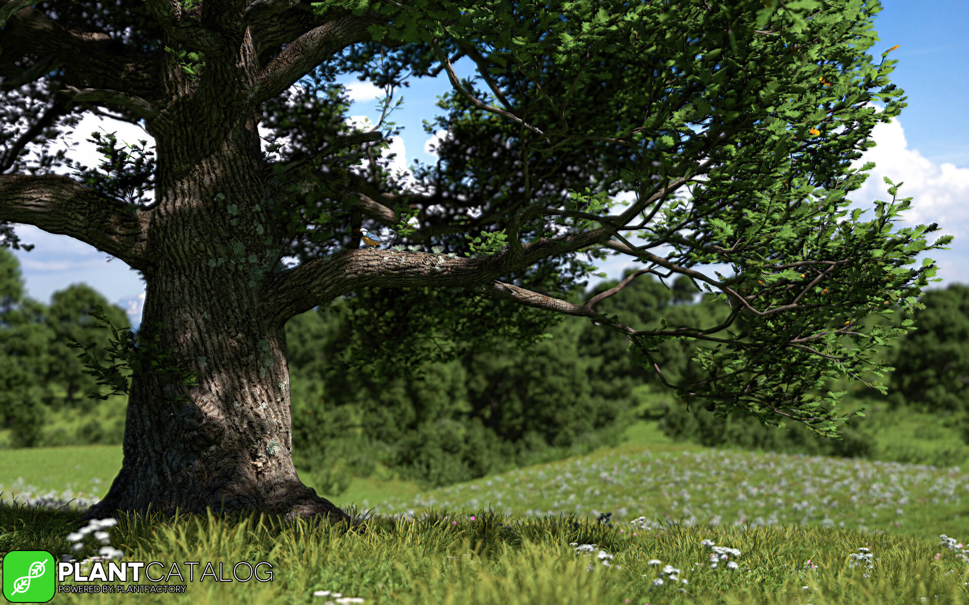 Frédéric Bec - 3D tree model english oak quercus robur trunk detail 1