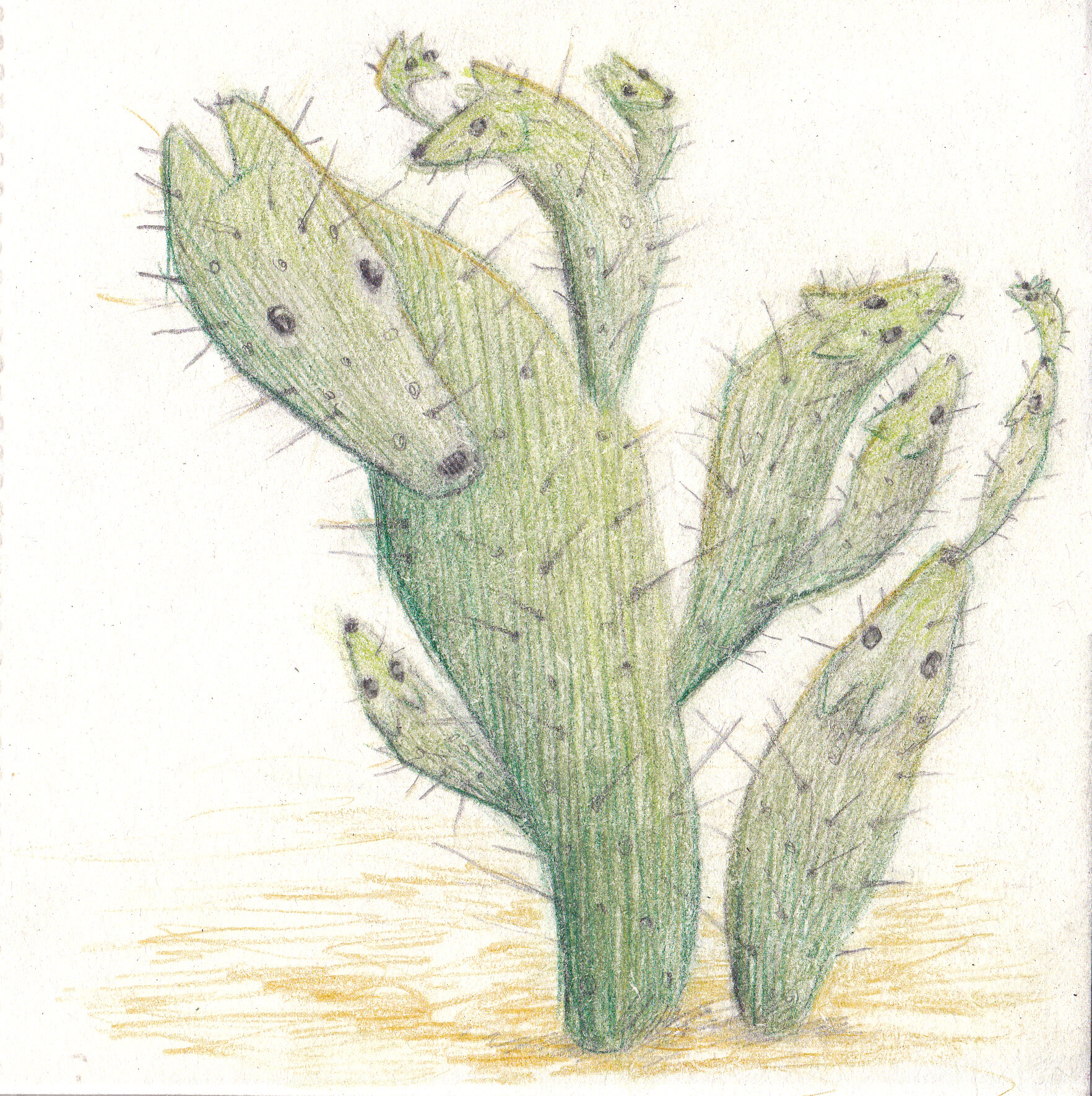 ArtStation - wolf cactus