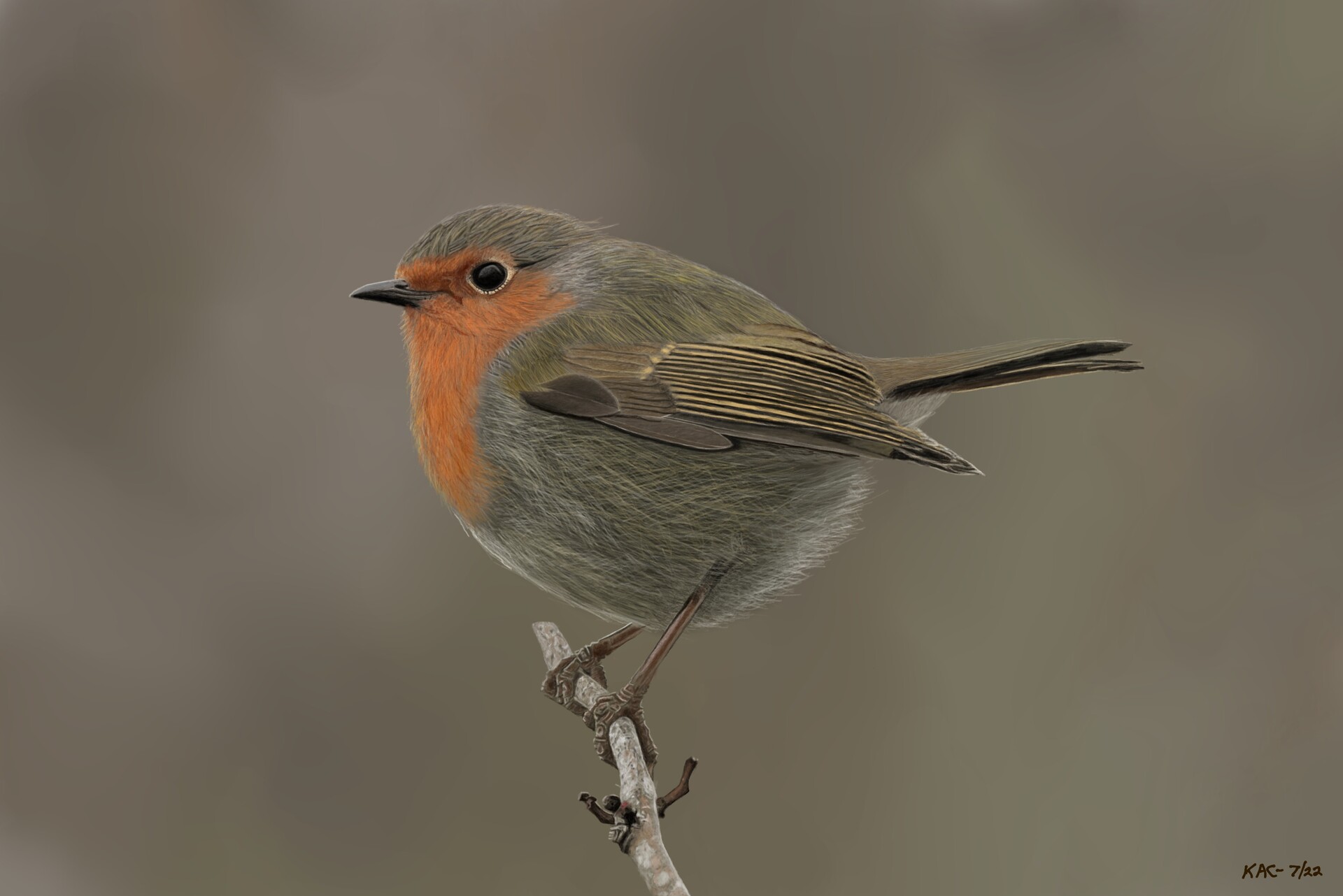 ArtStation - European Robin