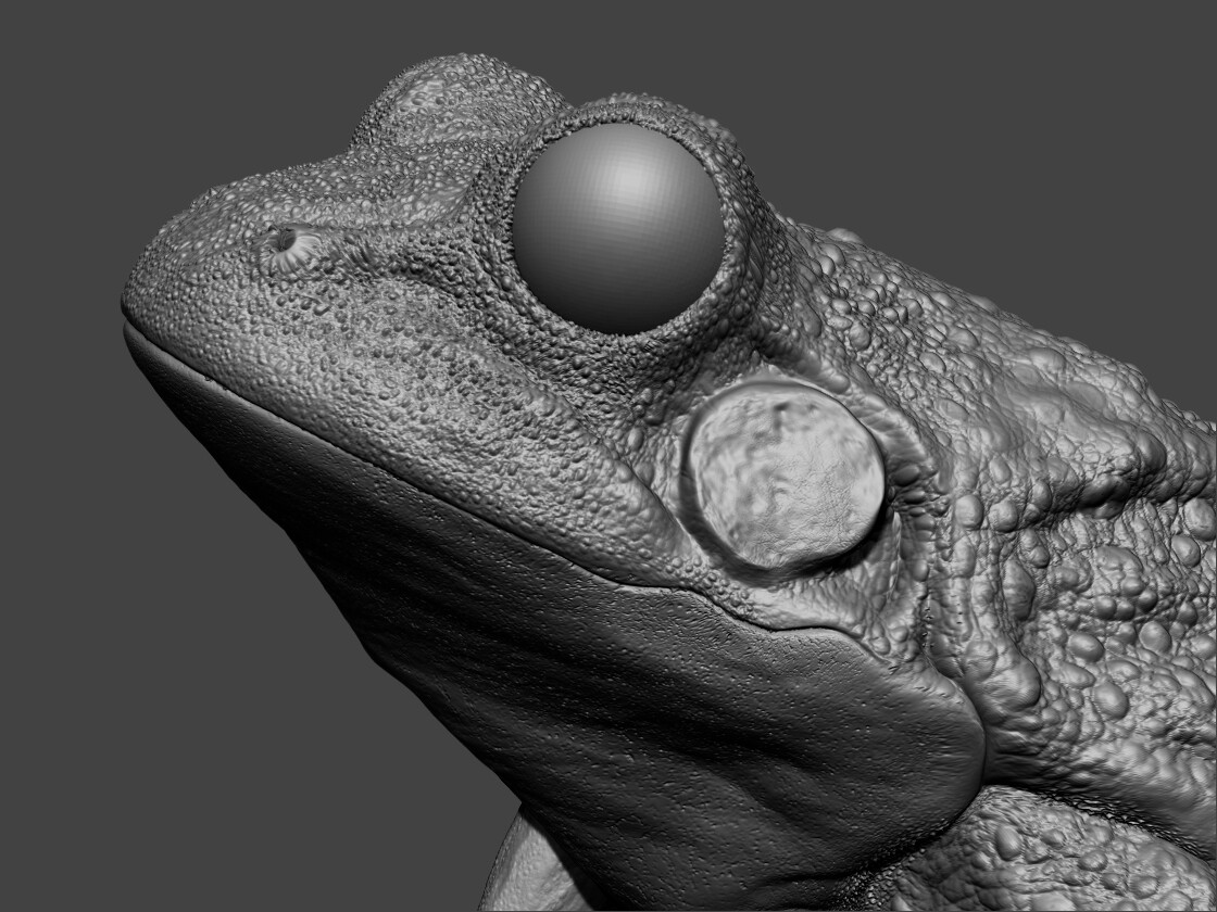 Rohit Kottamasu - Frog