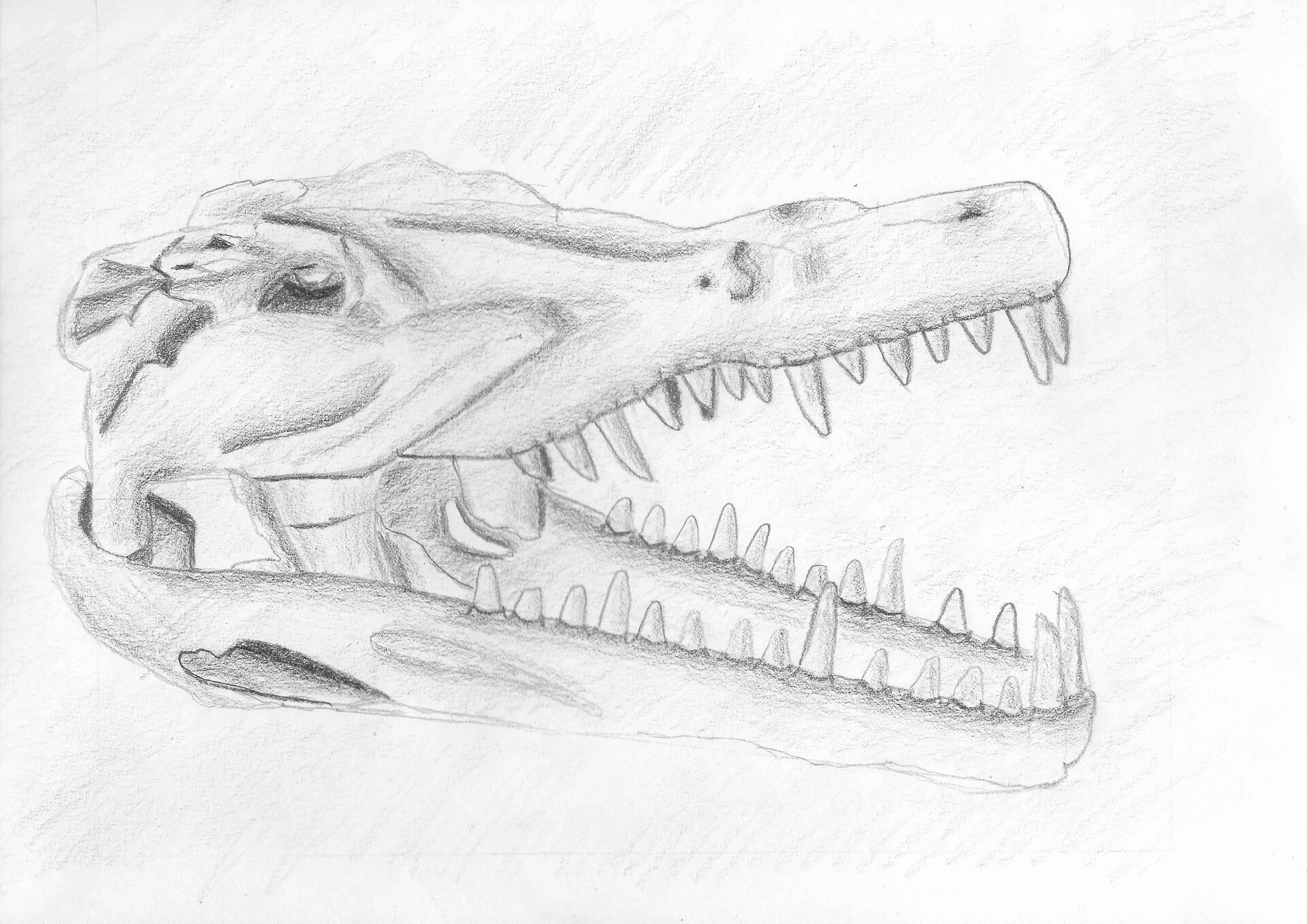 ArtStation - Crocodile skull