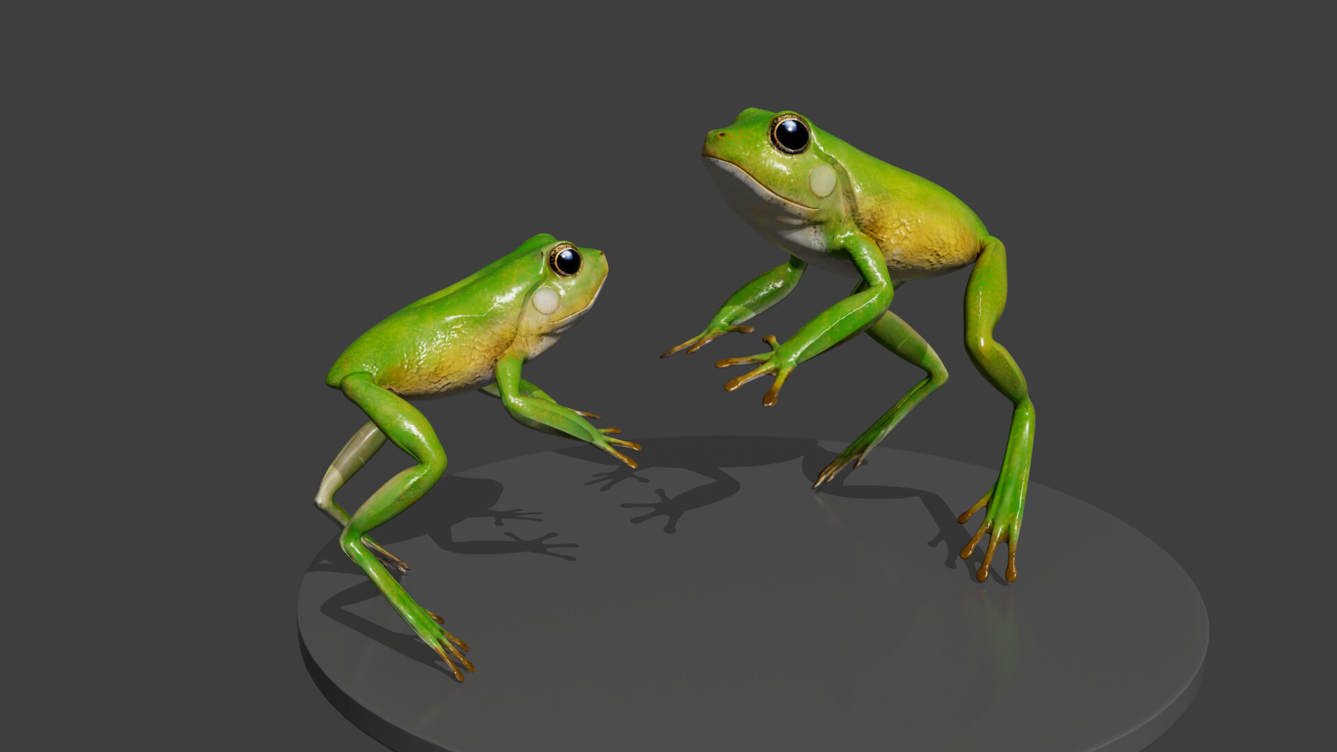 Rajil CM - FROG 3D MODEL