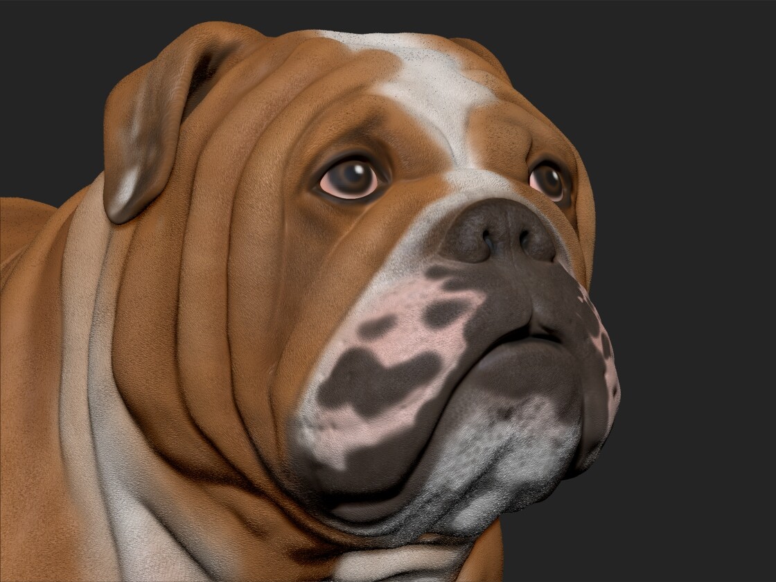 ArtStation - English bulldog