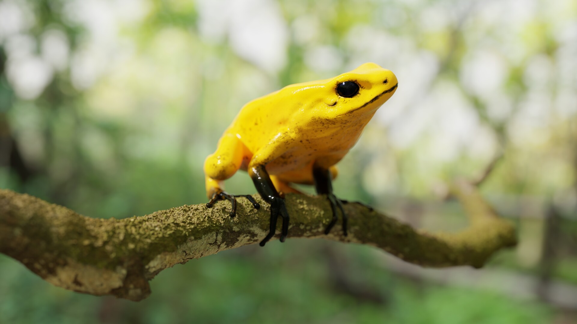 Waveus - 3D ARROW FROG