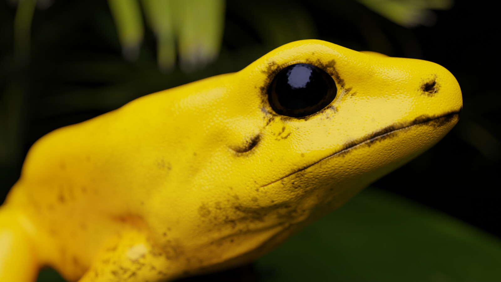 Waveus - 3D ARROW FROG