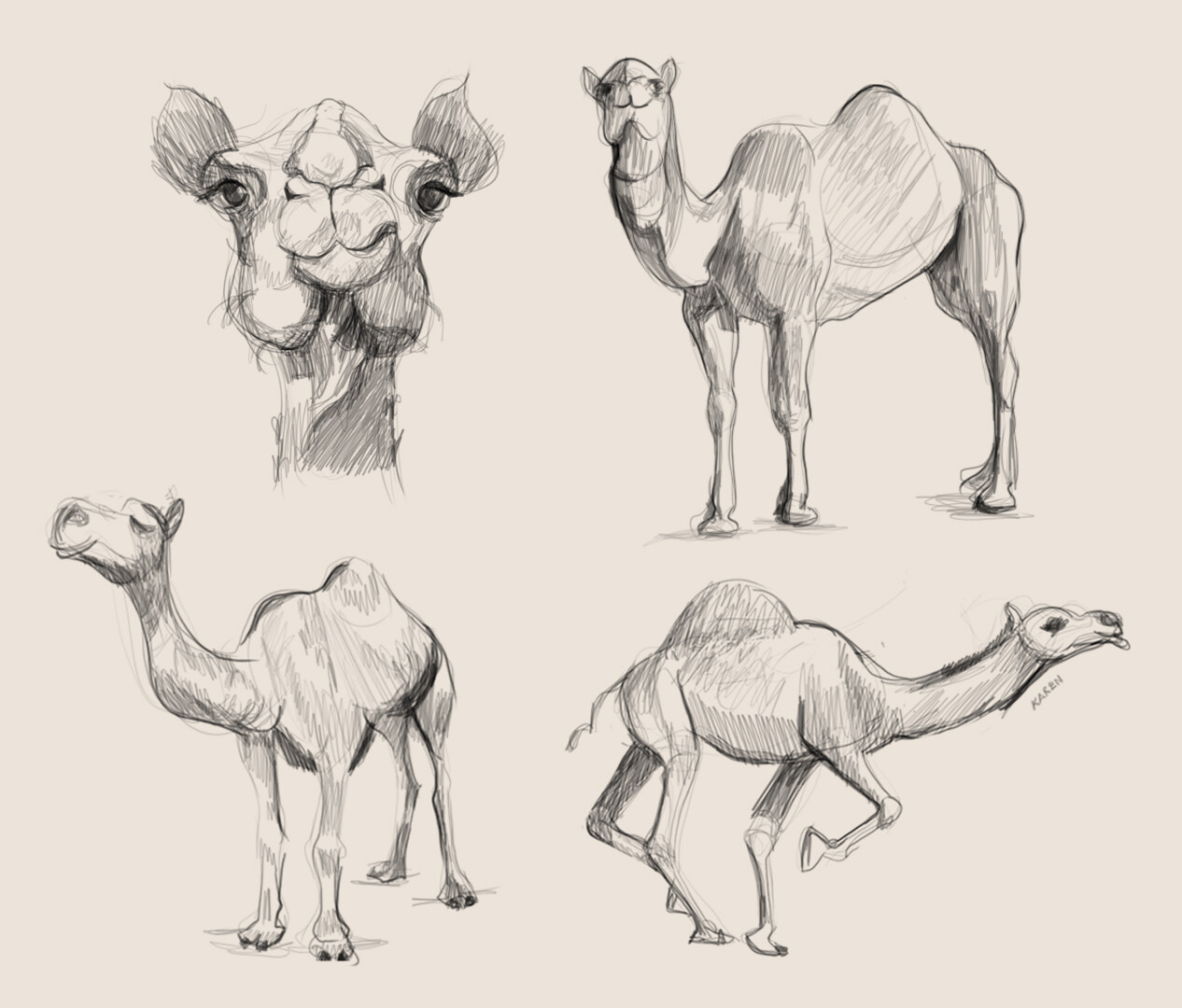 ArtStation - Camel Studies