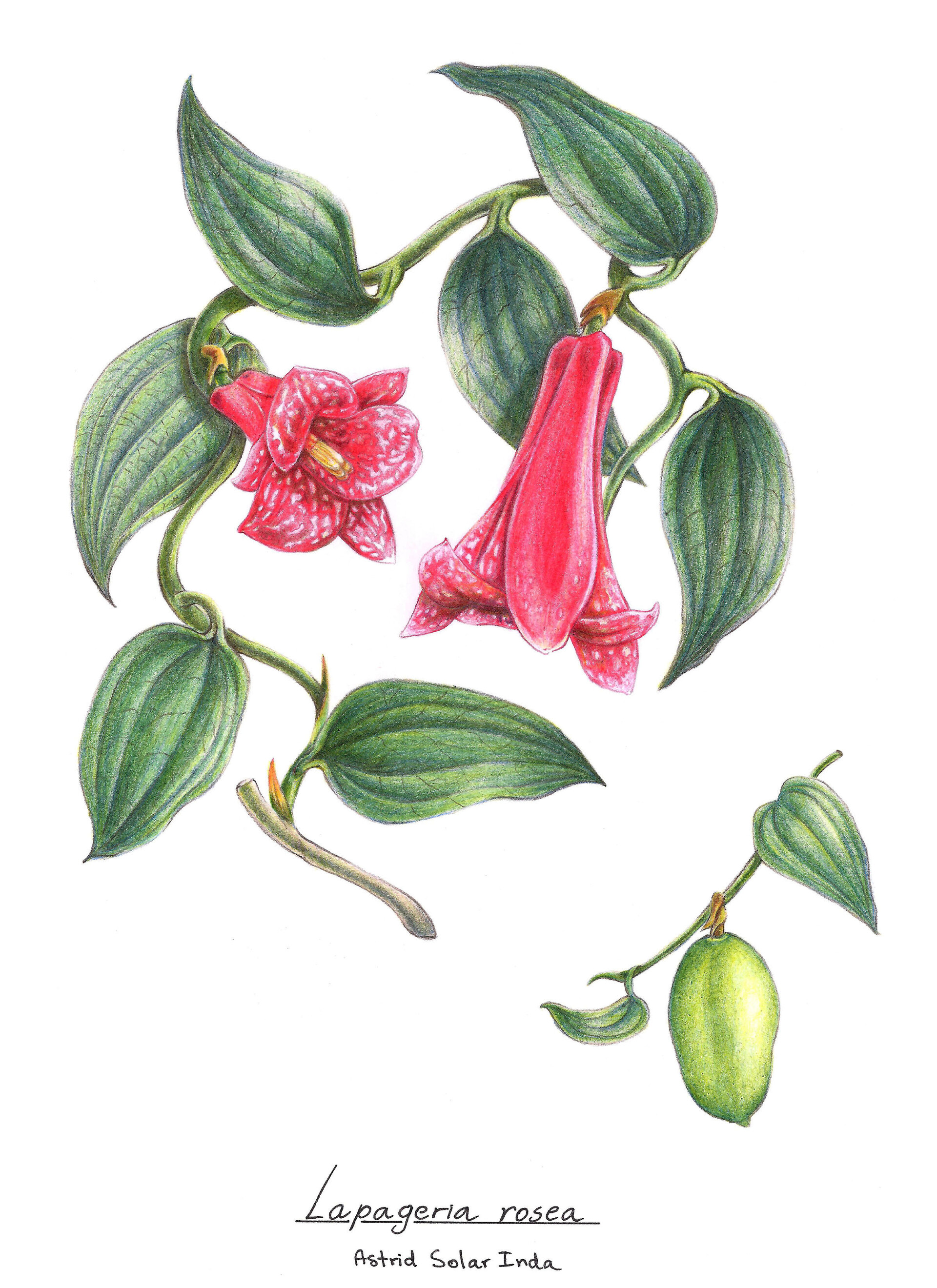 ArtStation - Copihue