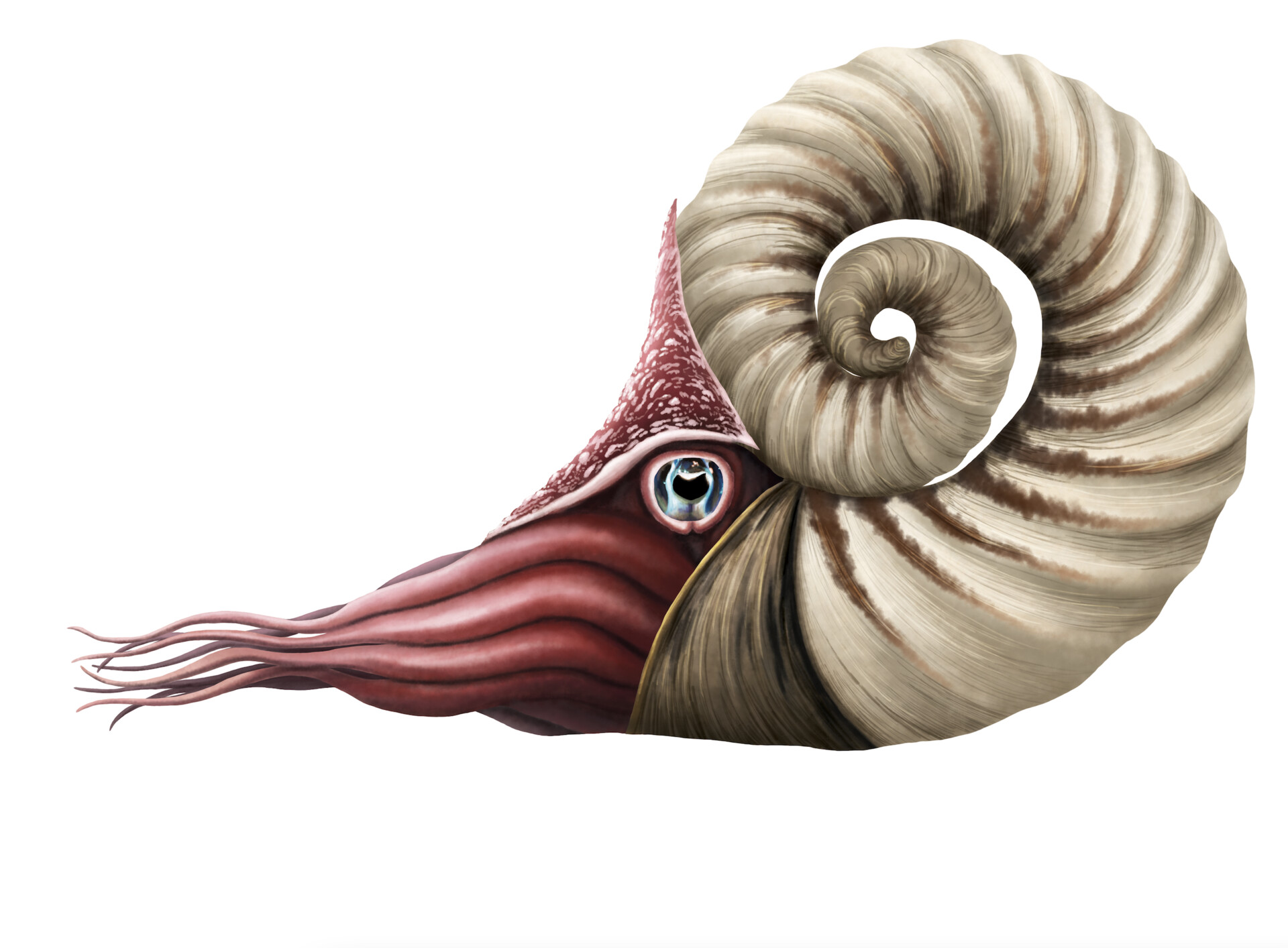 Ordovician Cephalopod