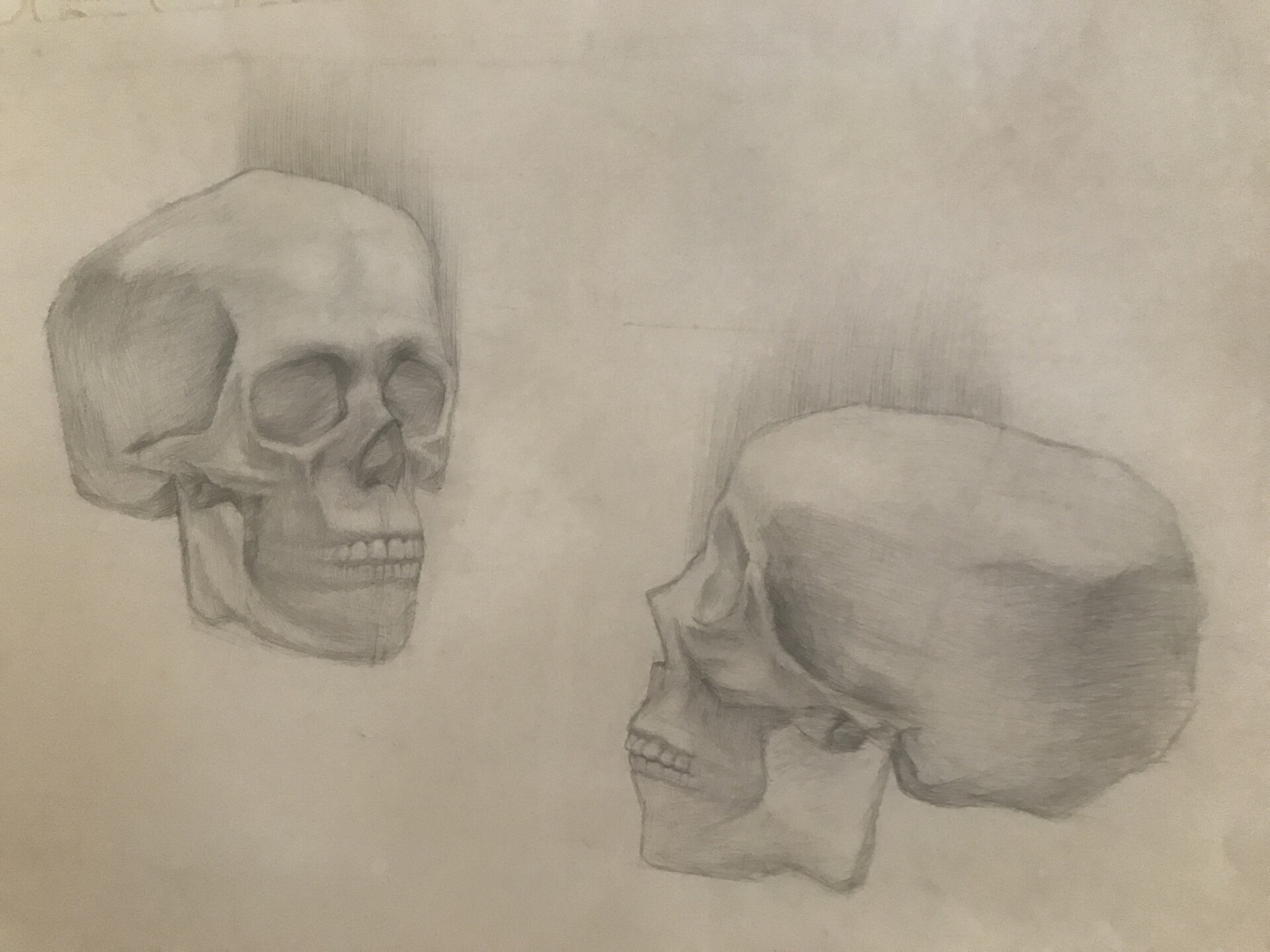 ArtStation - Drawing of the skull