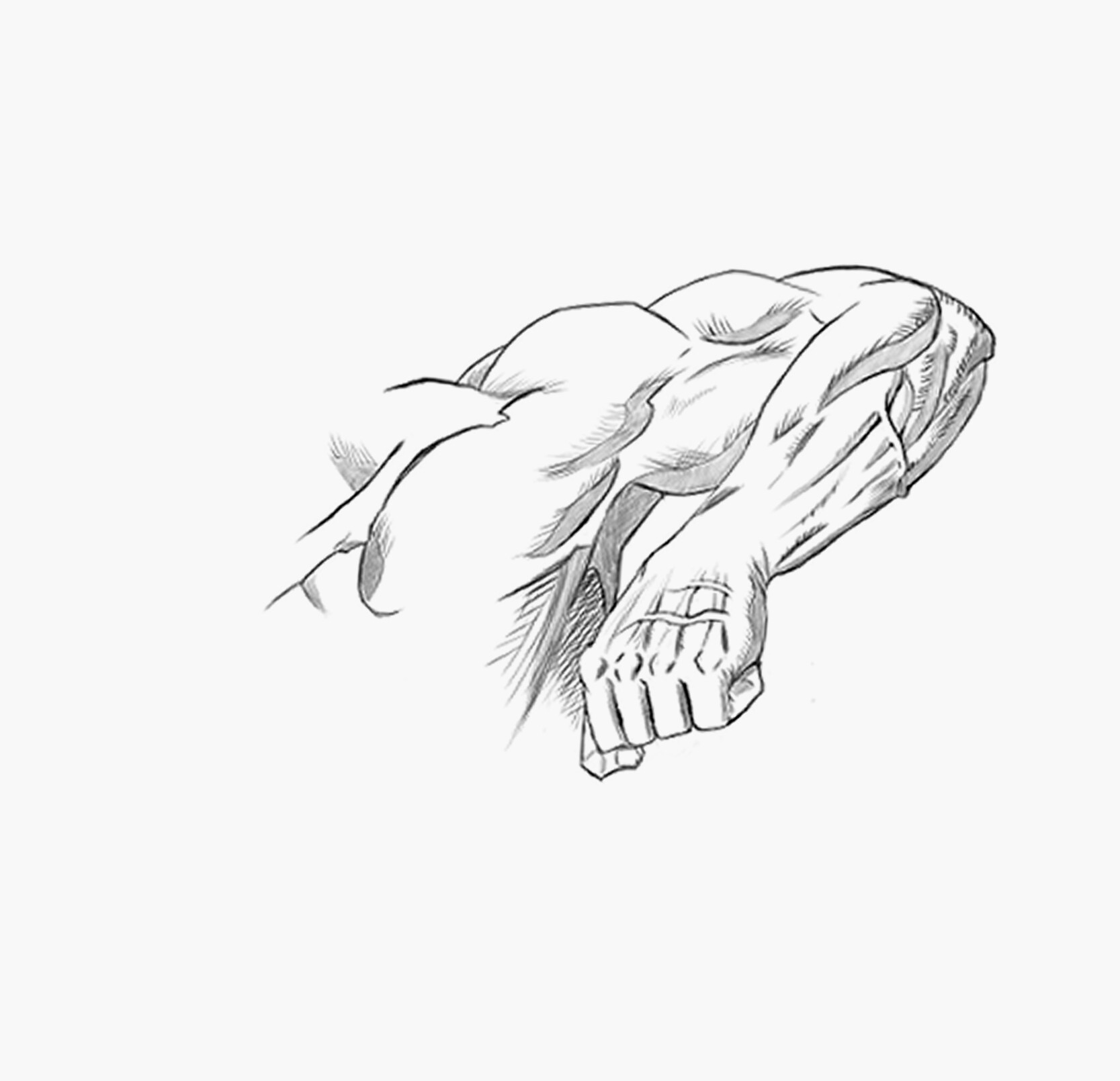 ArtStation - Anatomy of the Human Arm