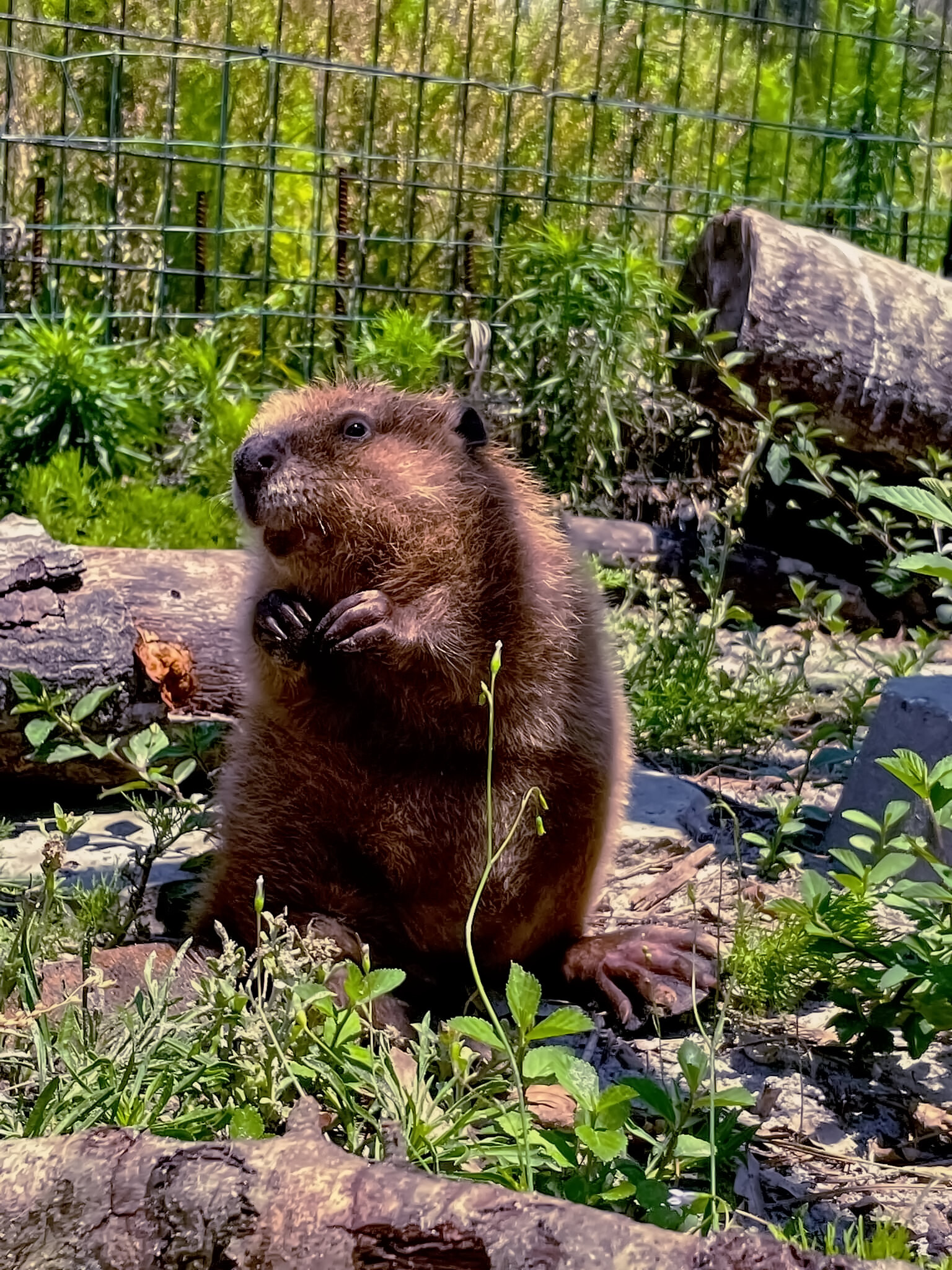 Mike Marsicano - The Beave