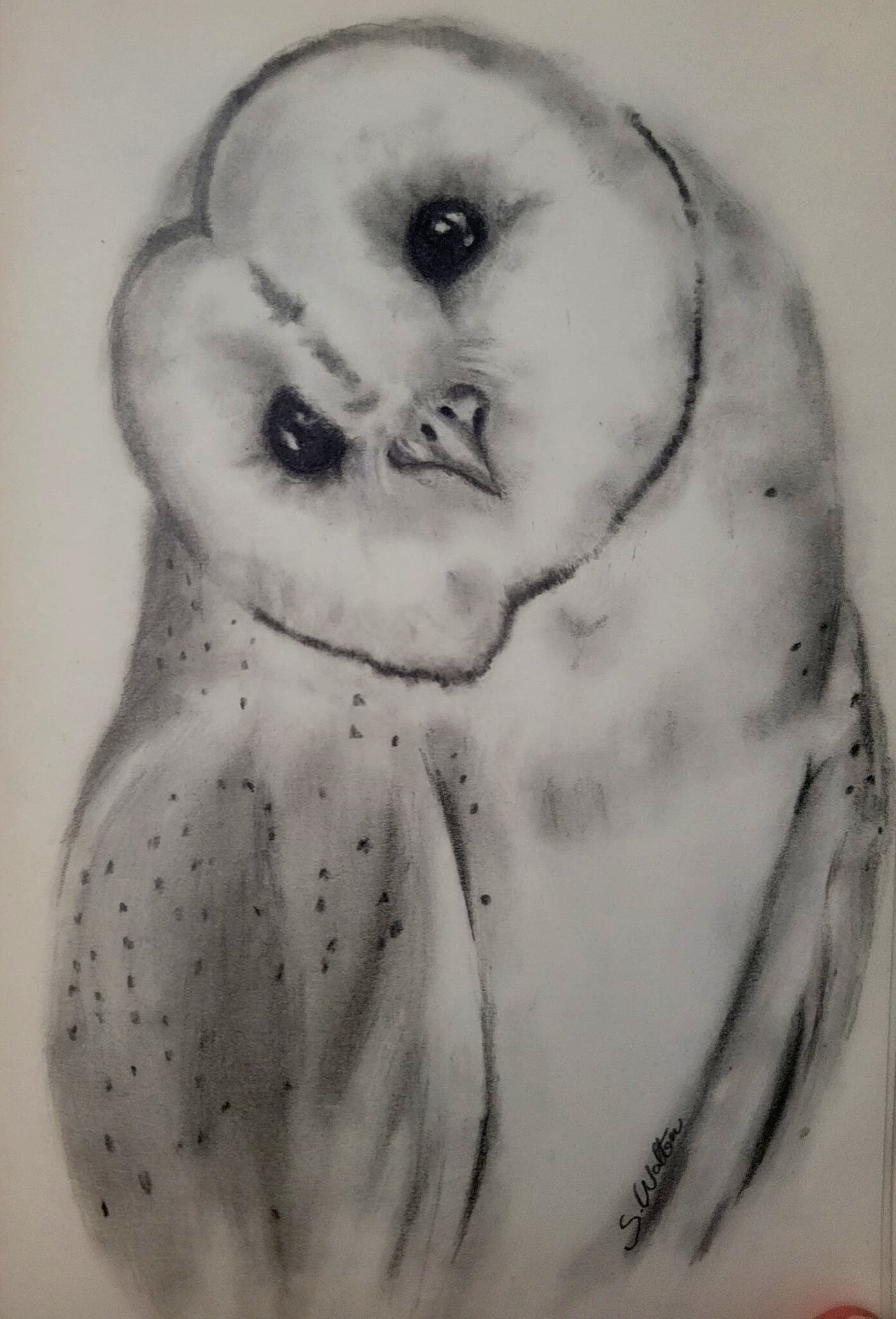 Pencil Drawings Of Barn Owls