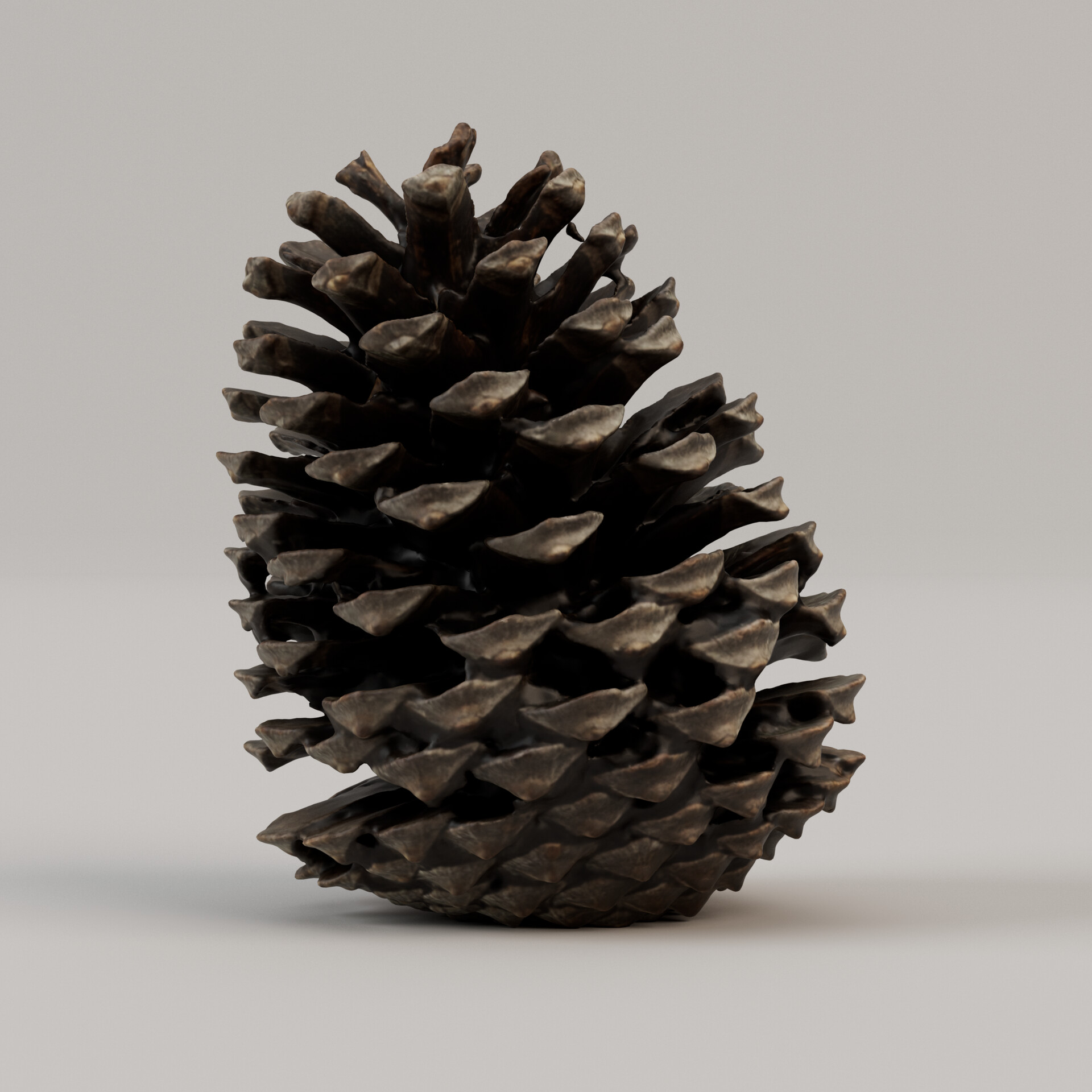 PhotoCanon - Pinecone