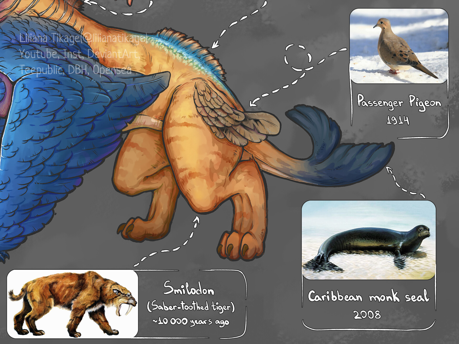 Caribbean Monk Seal Tail