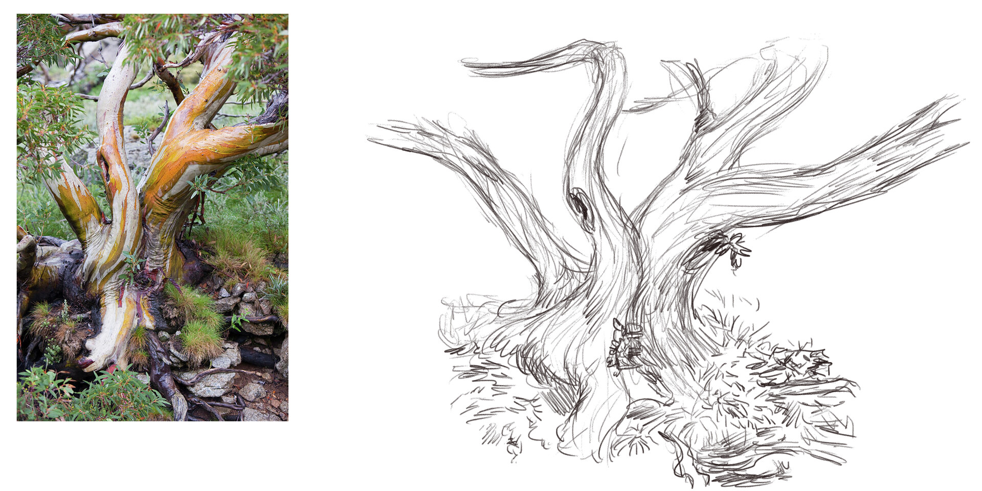 ArtStation - Observational Drawings