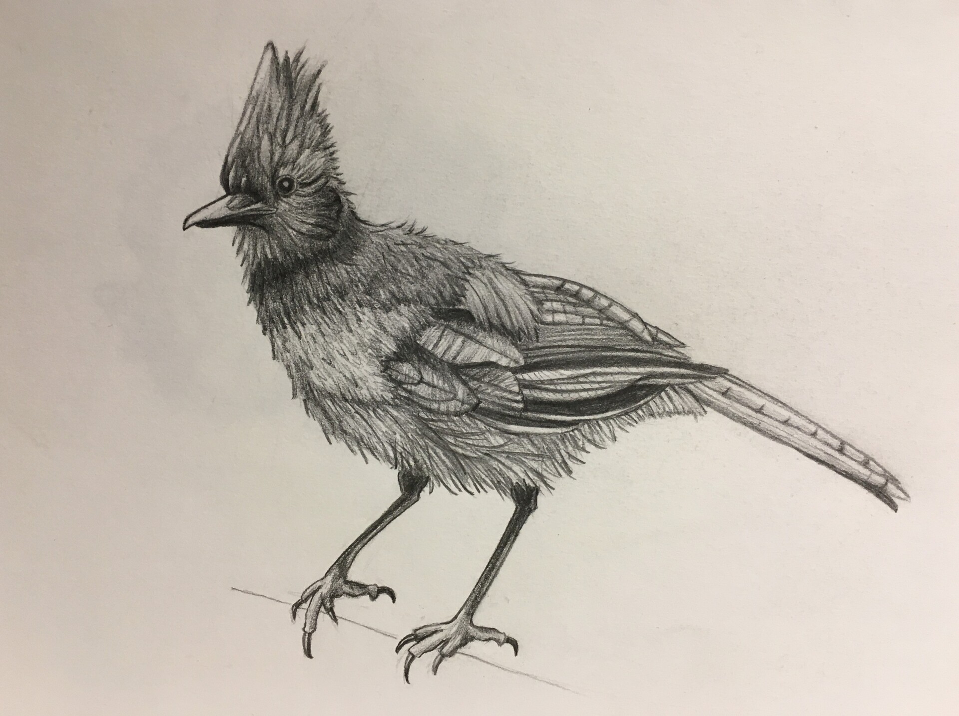 ArtStation - Steller's Jay