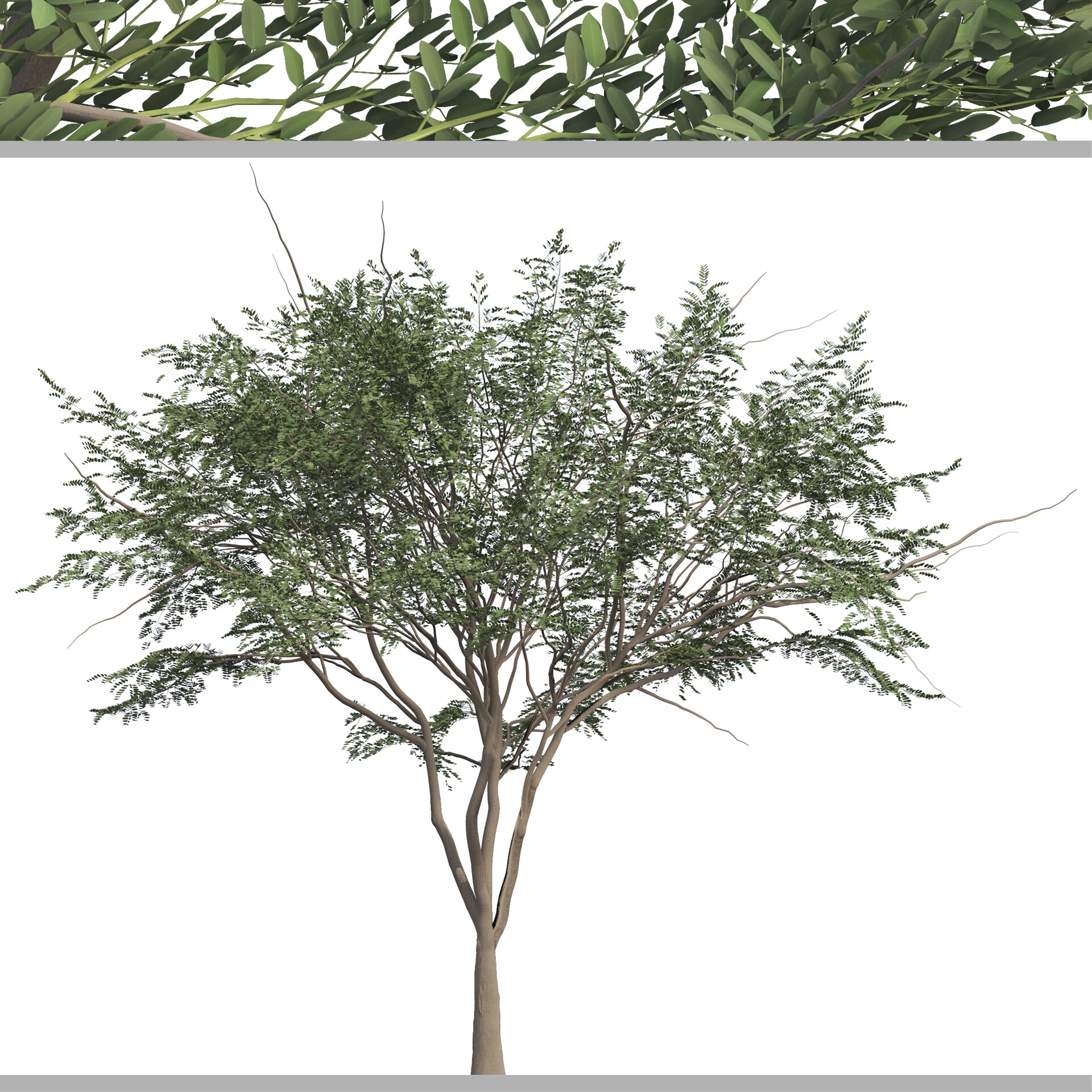 Moonik Office - Set of Albizia Falcataria Tree (Falcataria Moluccana ...