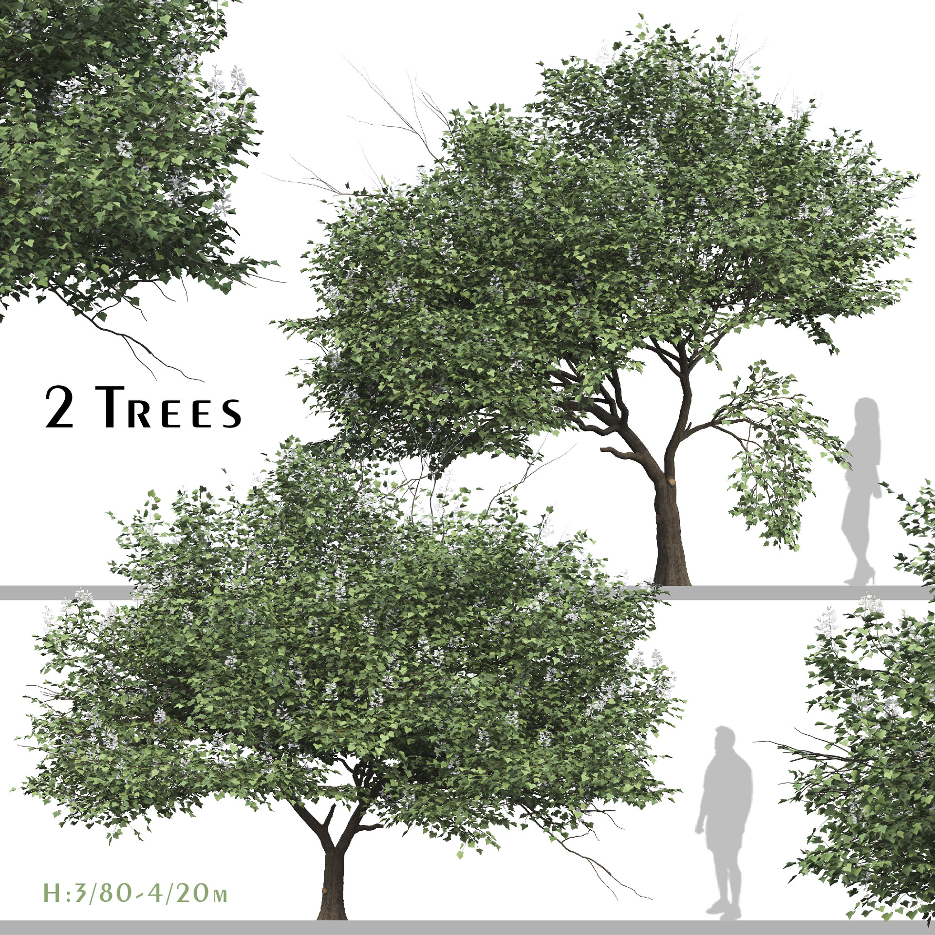 ArtStation - Set of Catalpa Ovata Tree ( Chinese Catalpa ) ( 2 Trees )
