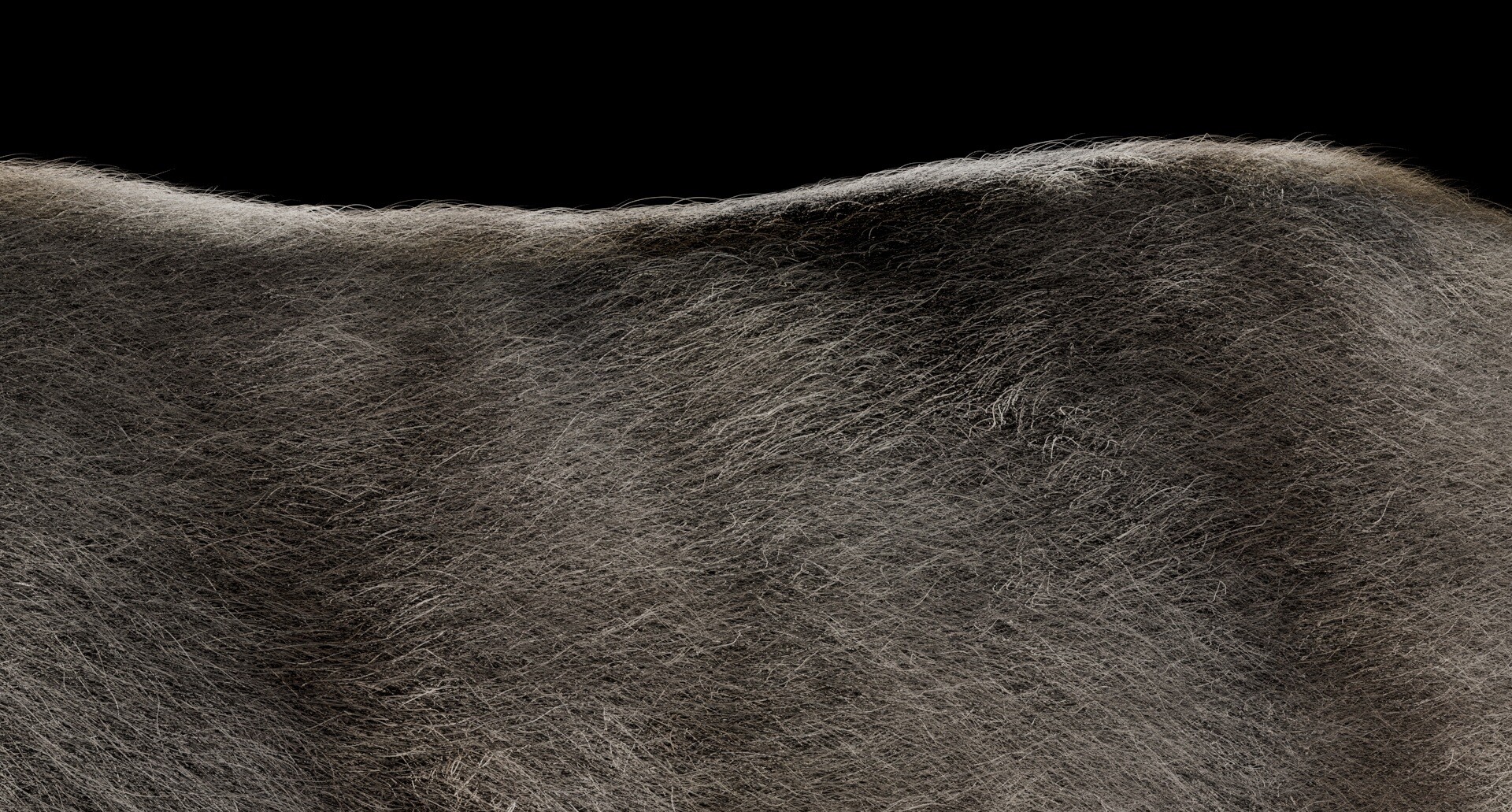 ArtStation - Wolf Hair Groom Study