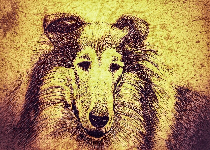 ArtStation - Collie study