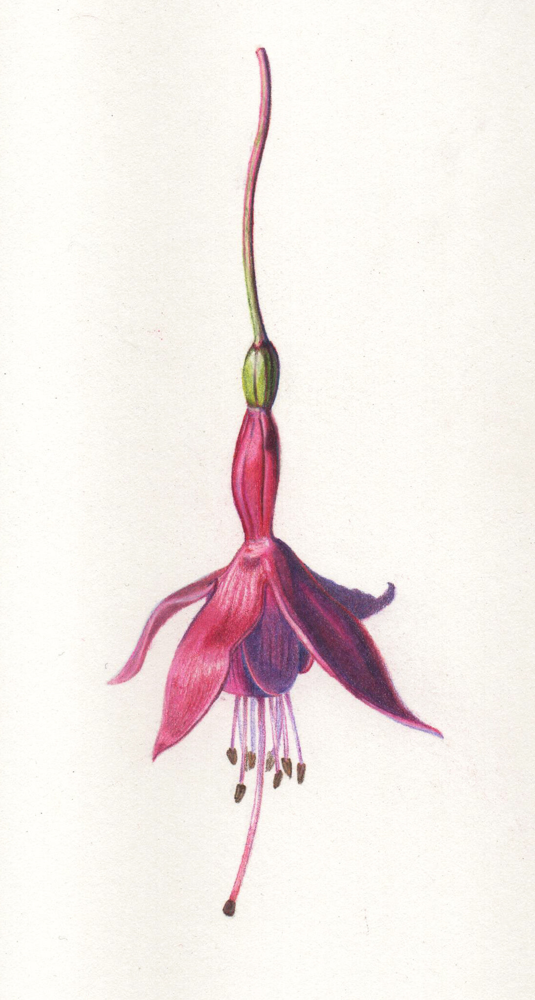 ArtStation - Fuchsia