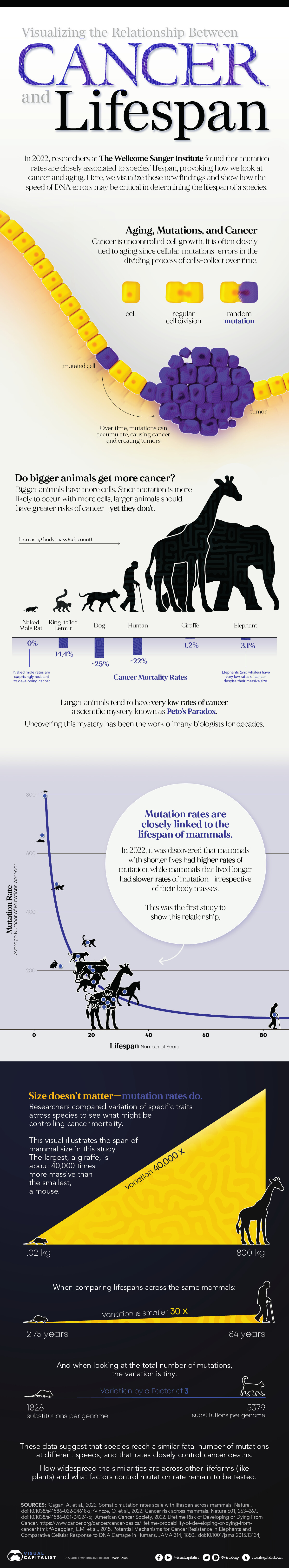 ArtStation - Visualizing the Relationship Between Cancer & Lifespan