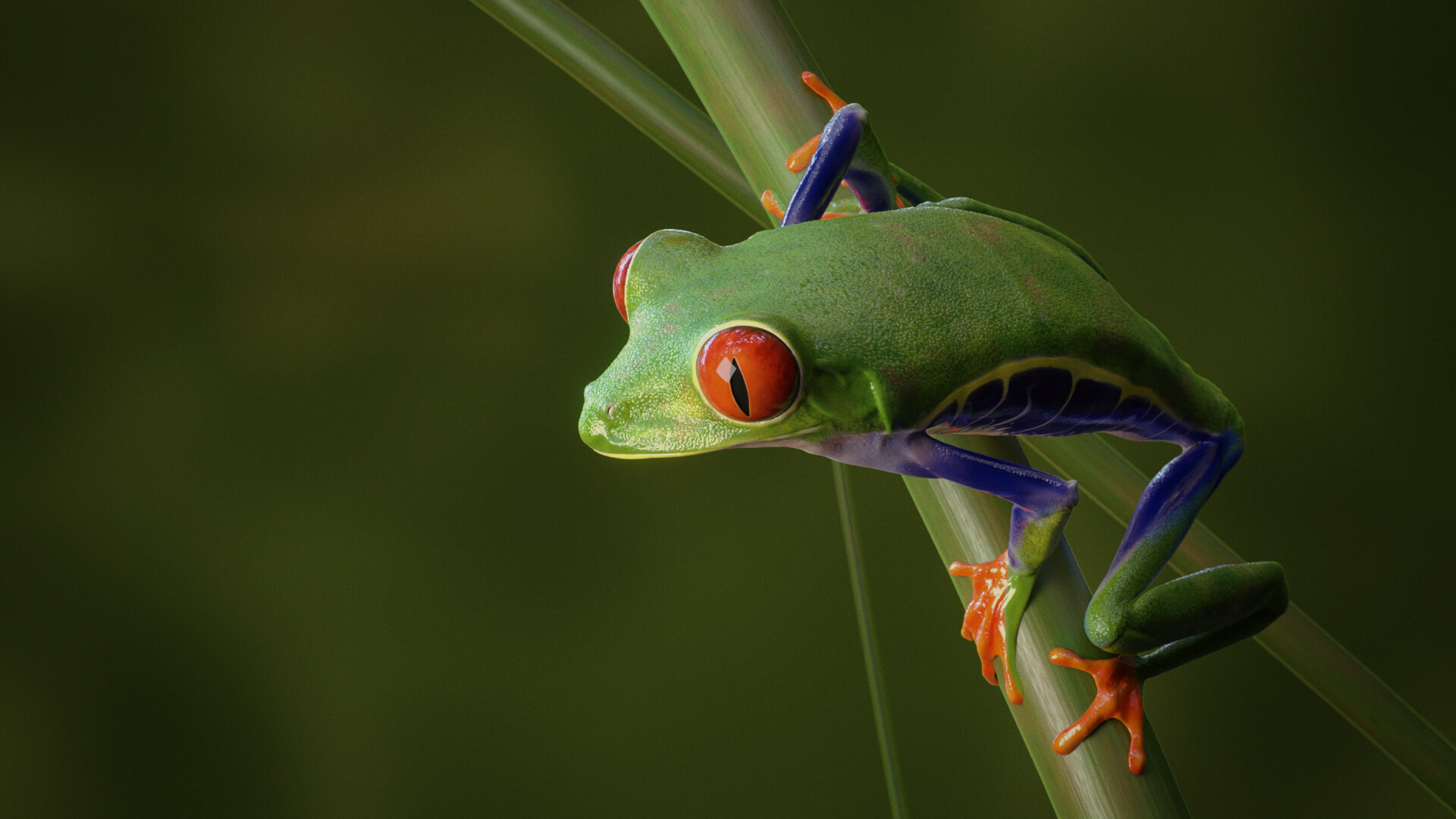 ArtStation - Red Eyed Tree Frog