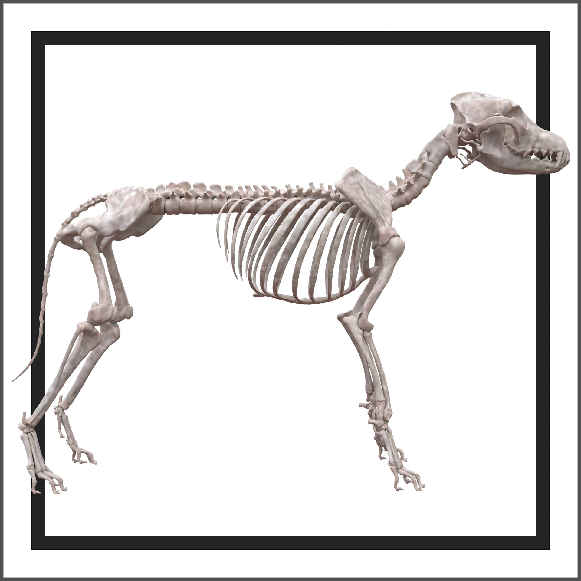 ArtStation - The Anatomy of Dog - SKELETON