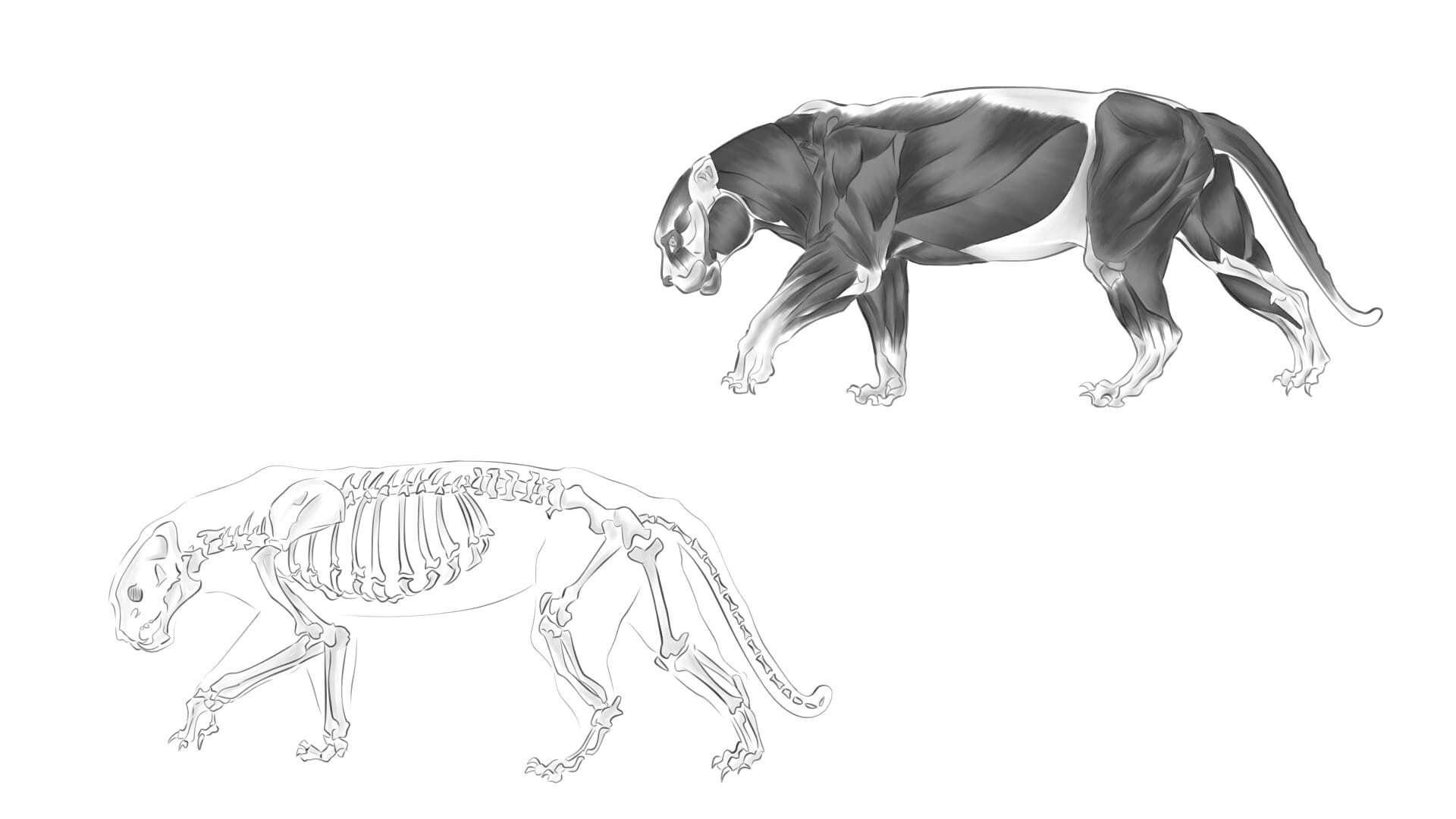 ArtStation - Tiger anatomy study