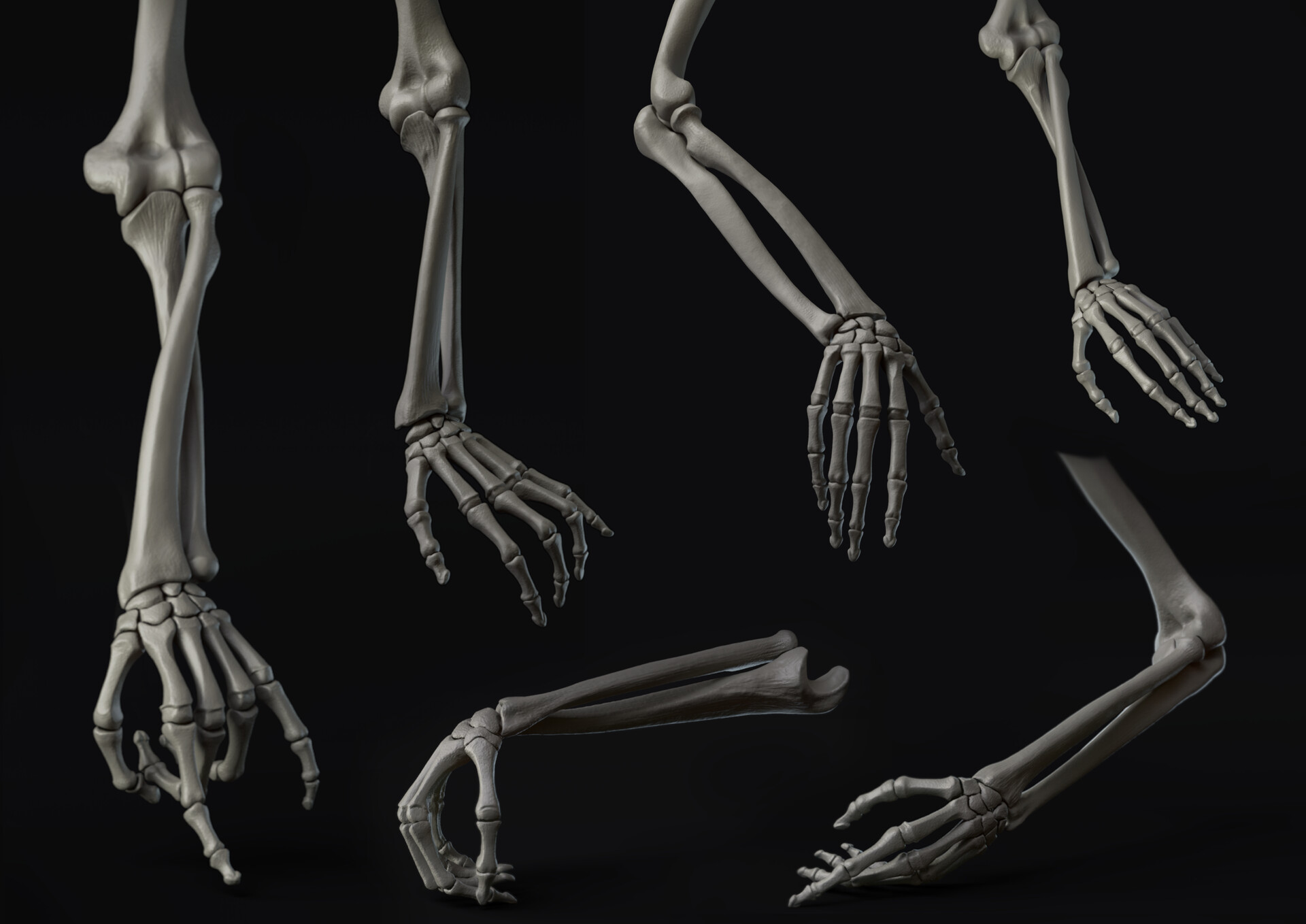 skeleton hand 3d reference