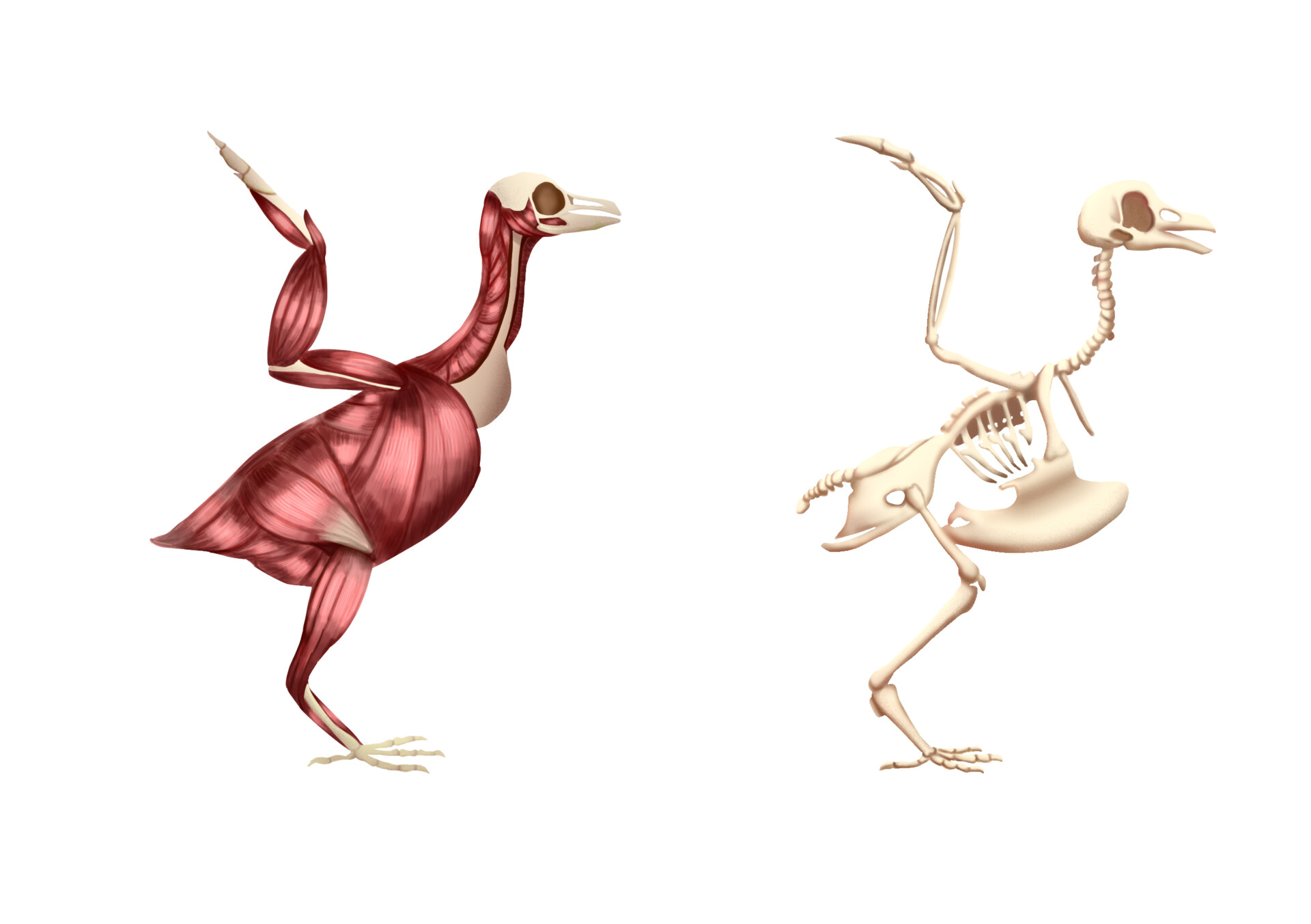 ArtStation - Bird Anatomy Study