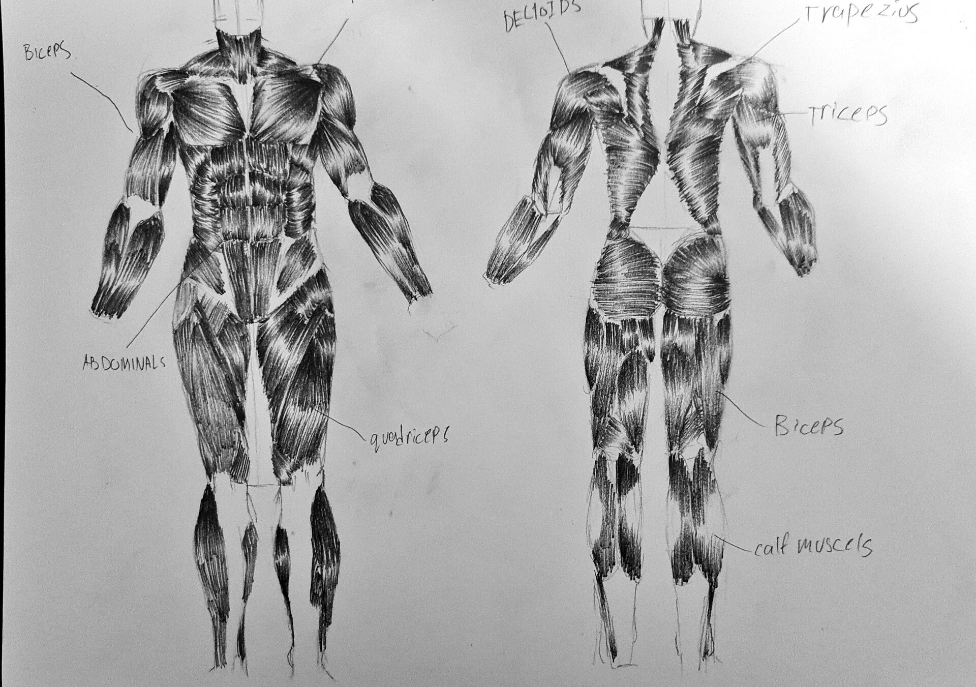 ArtStation - Muscle study