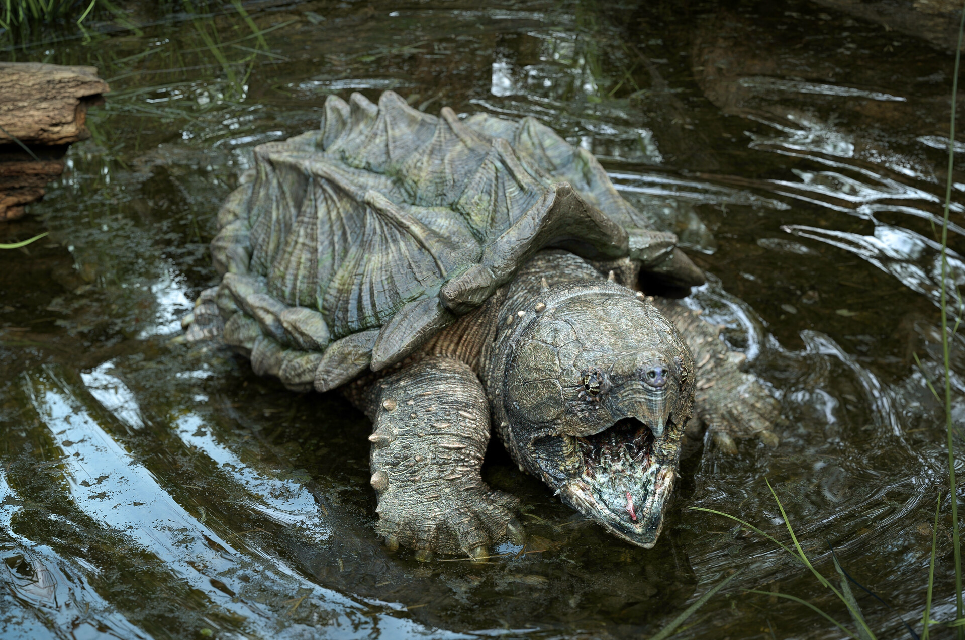 ArtStation - Alligator Snapping Turtle