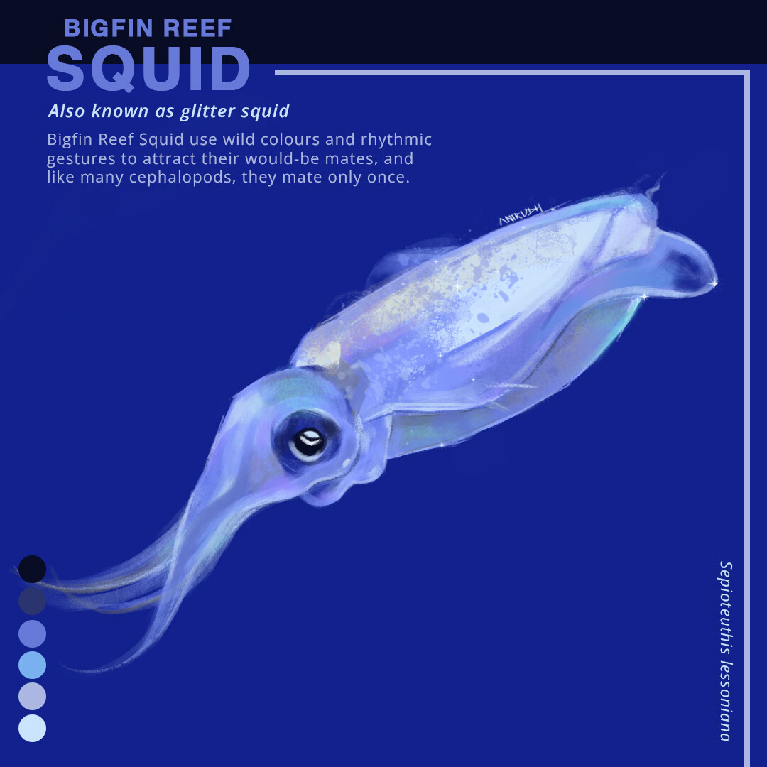 Bigfin Reef Squid Drawing