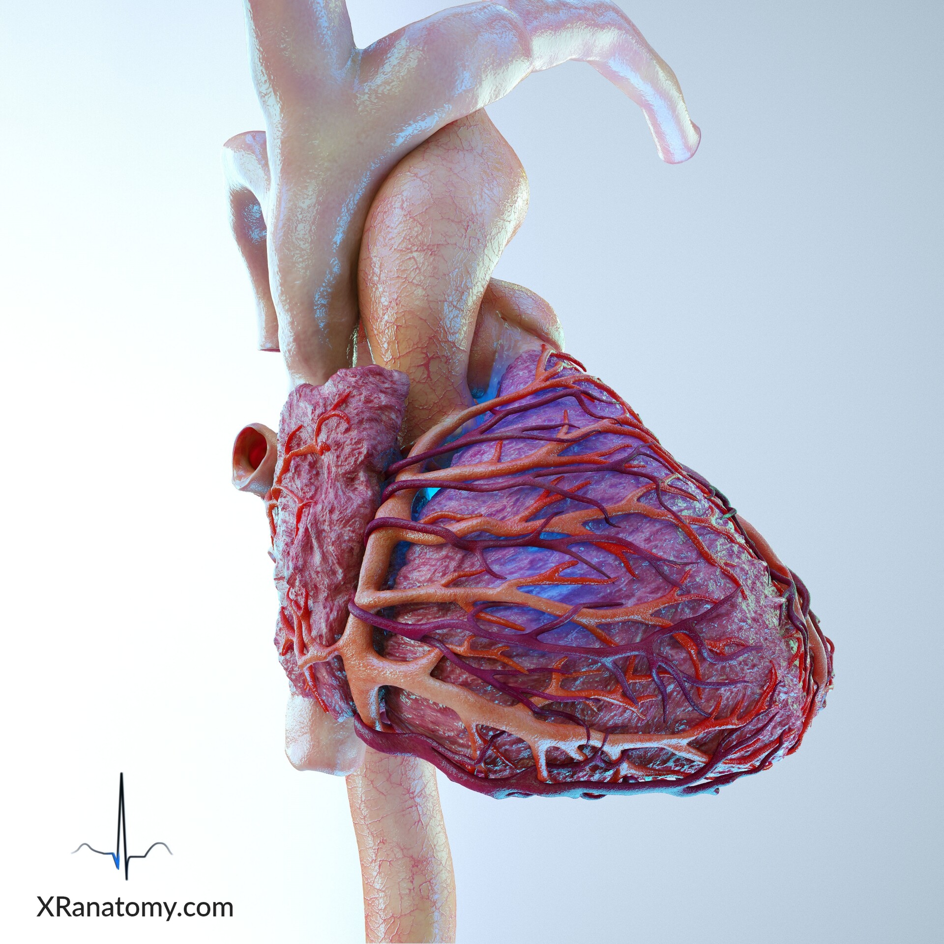 Bogdan Leahu - Heart's electrical activity