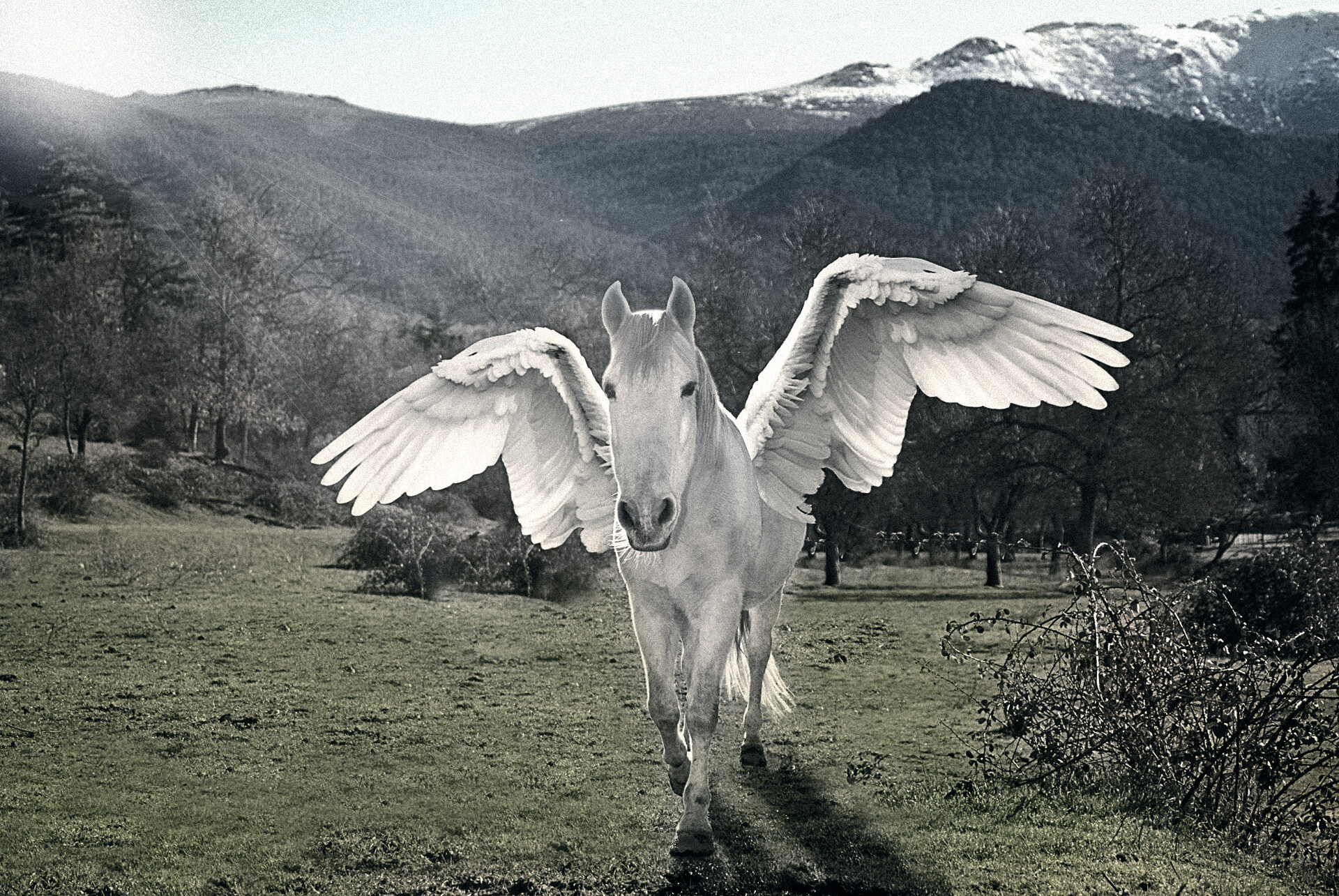 Realistic Black Pegasus