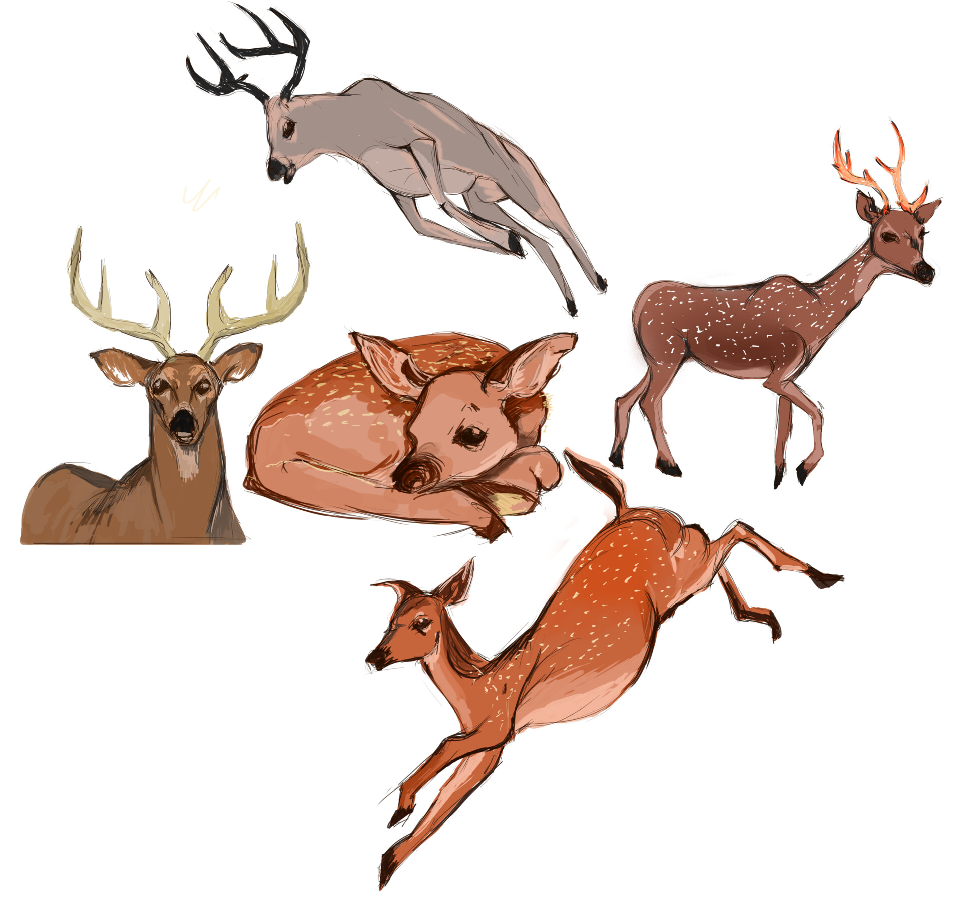 how to draw deer out during the day