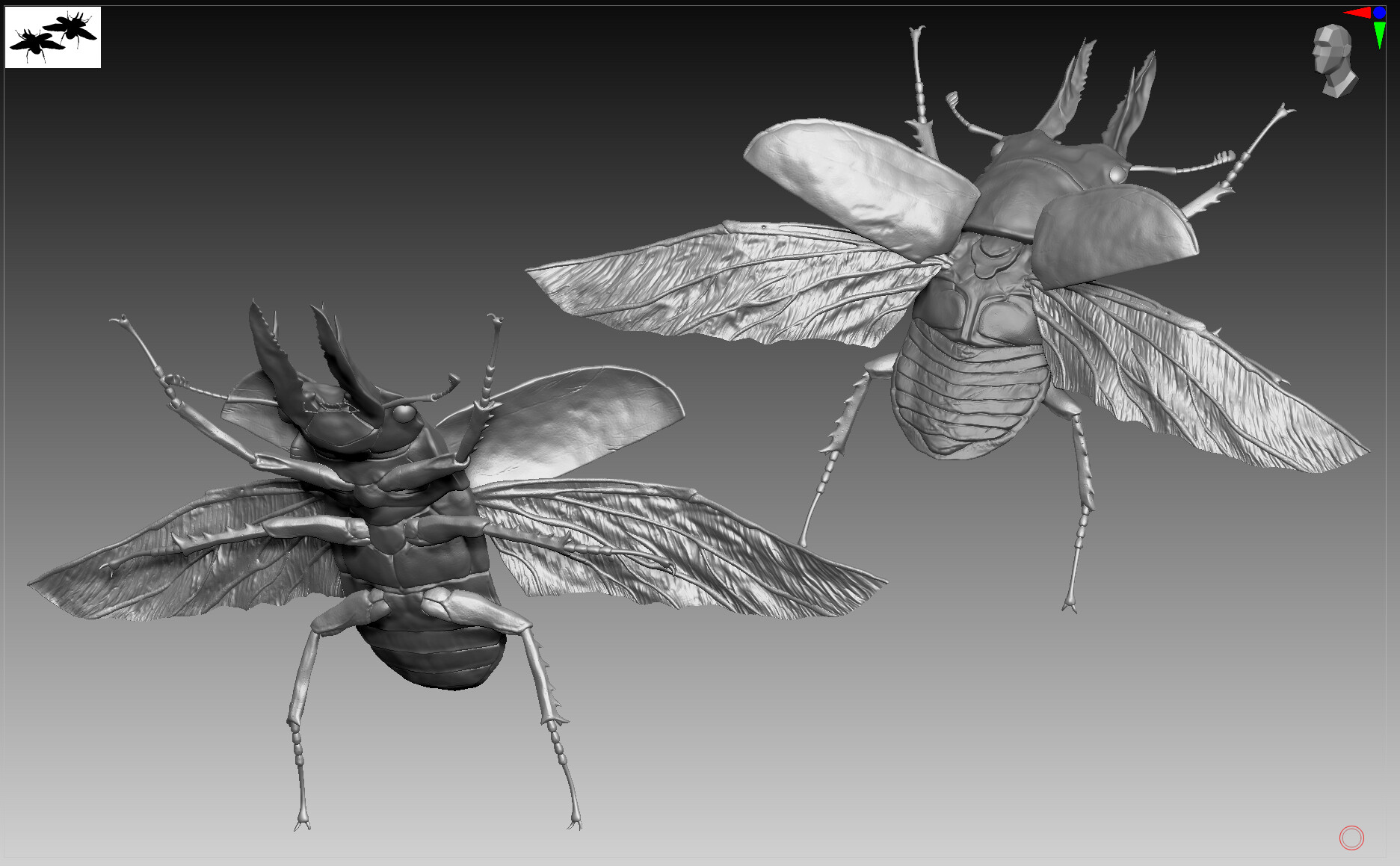 KAZUKI MATOBA - Allotopus Rosenbergi