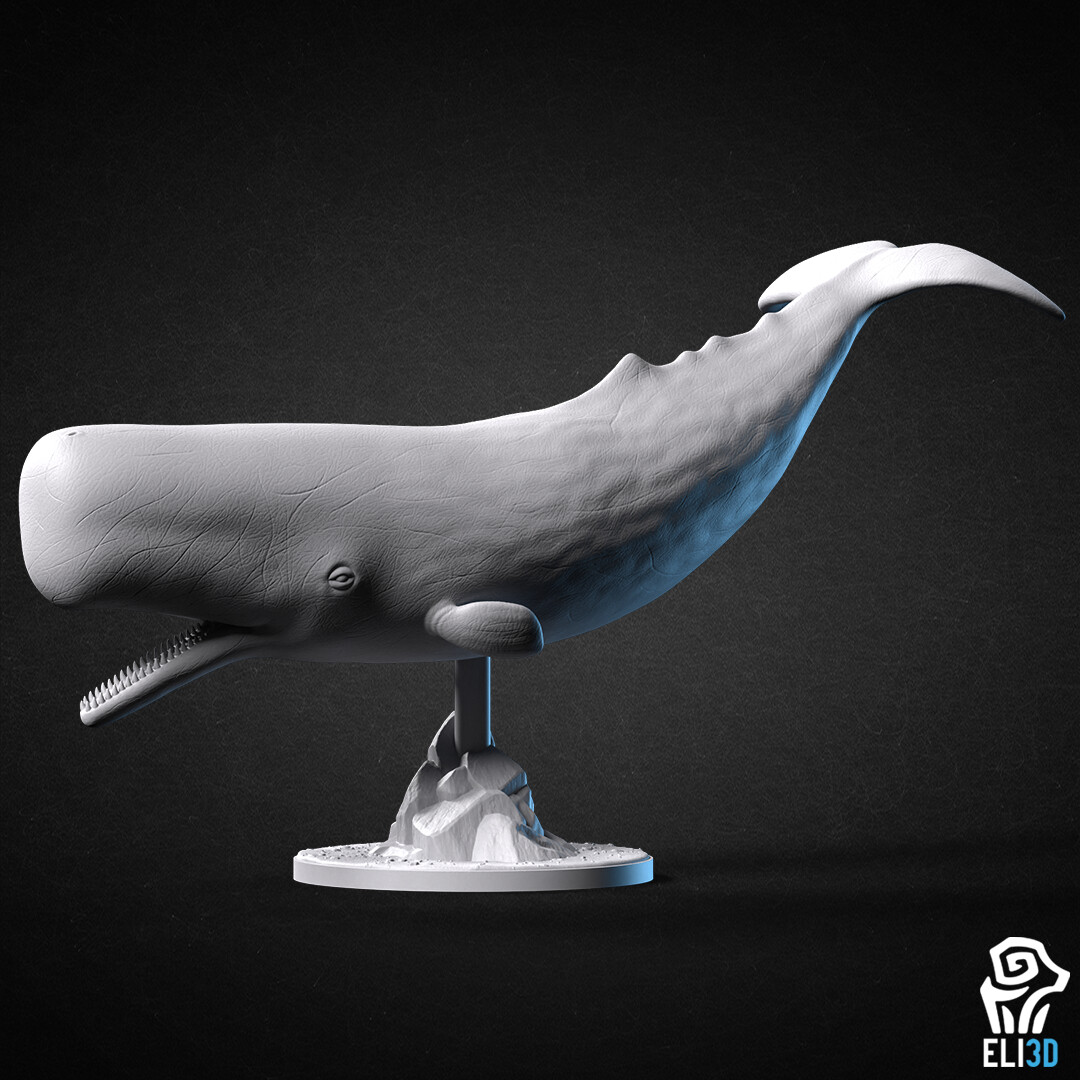 eli3D - Sperm Whale