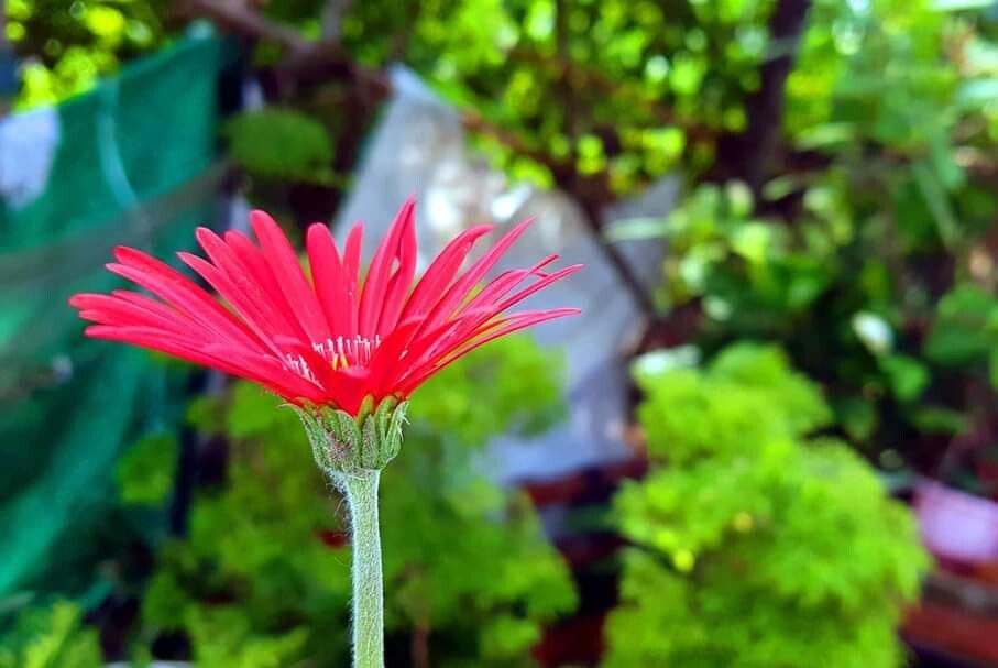 ArtStation - Nature photo of red gerbera and sunshine