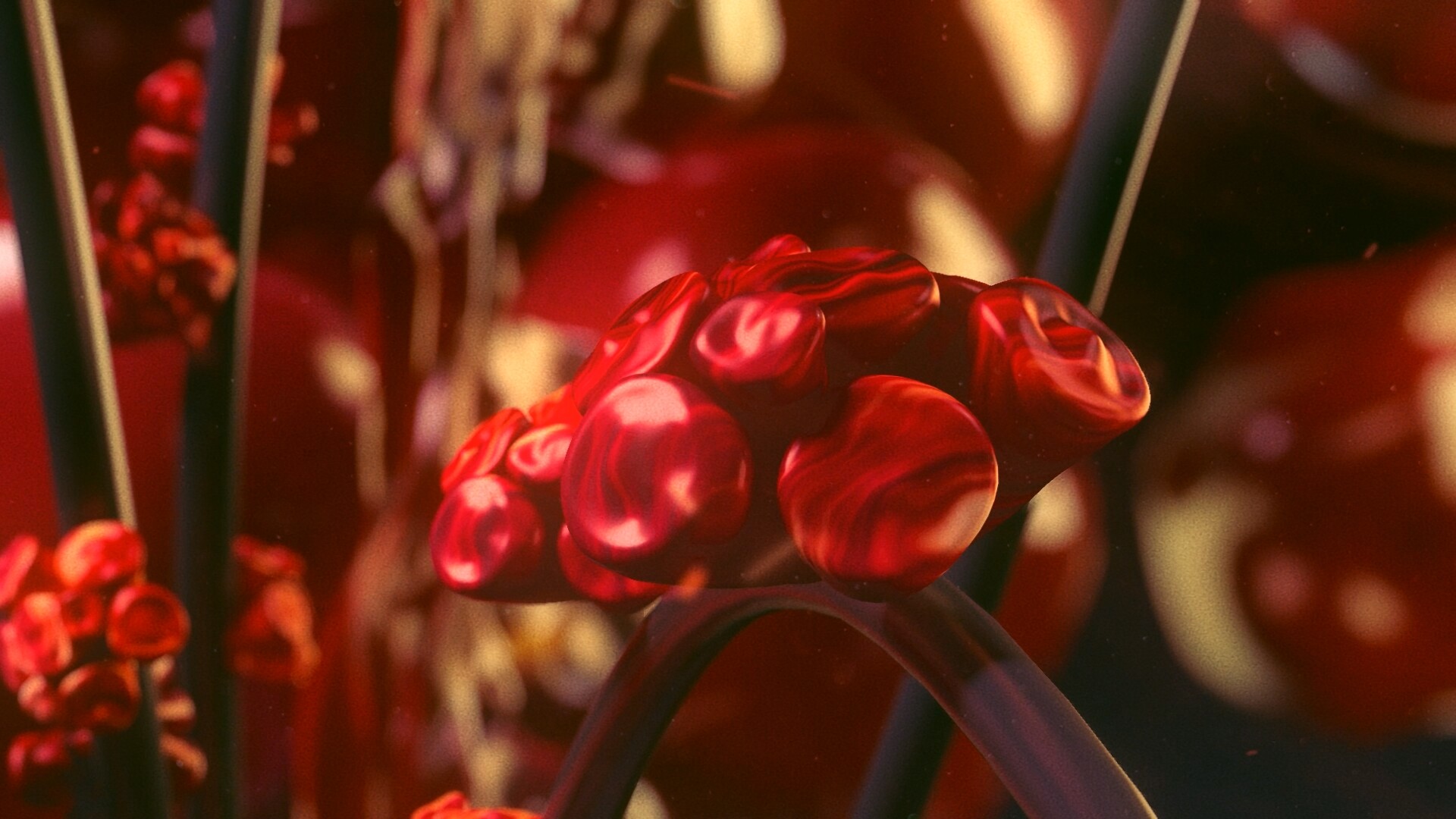 Laura Mora - Flower growth and decay