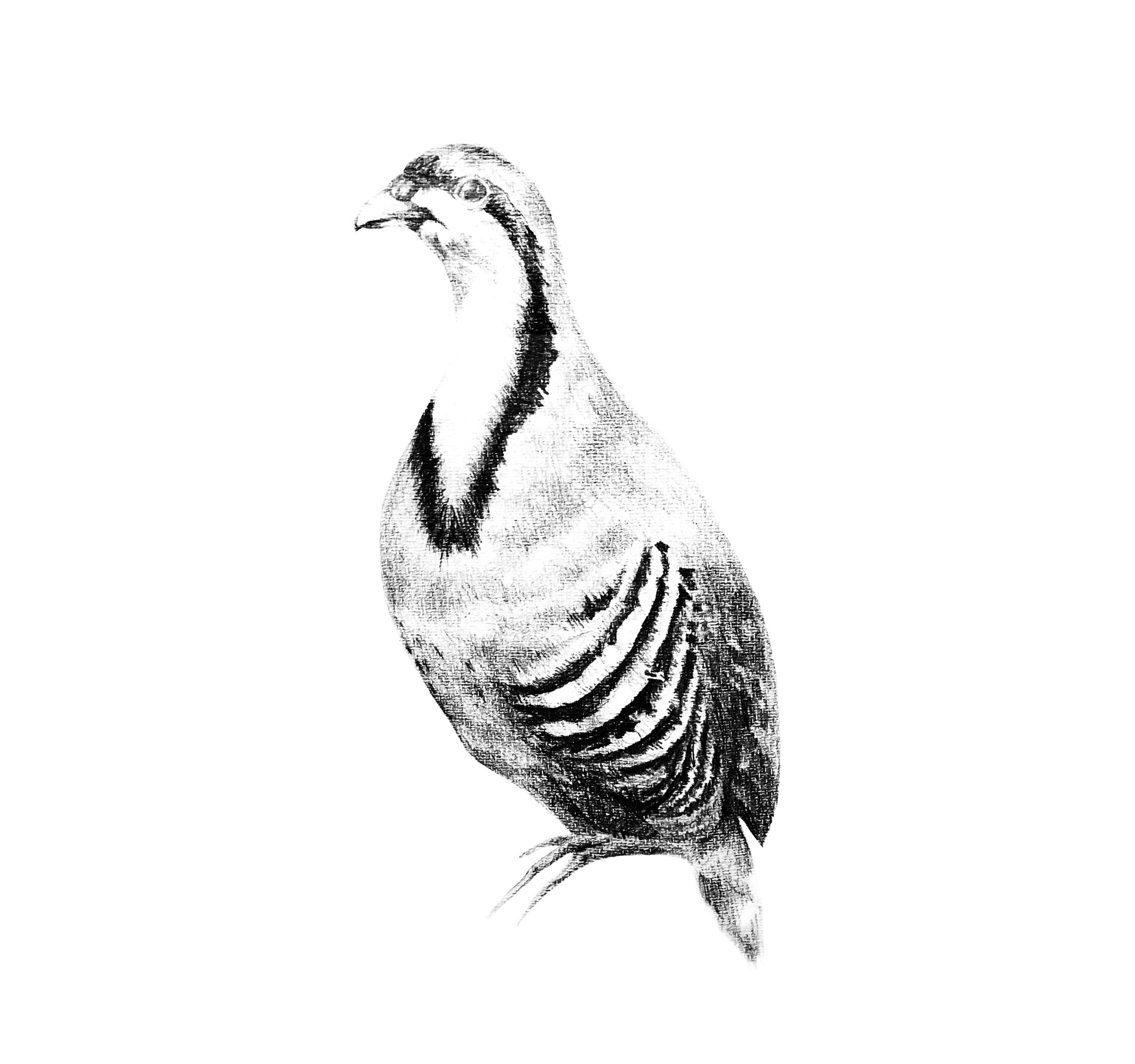 Chukar Partridge Drawing