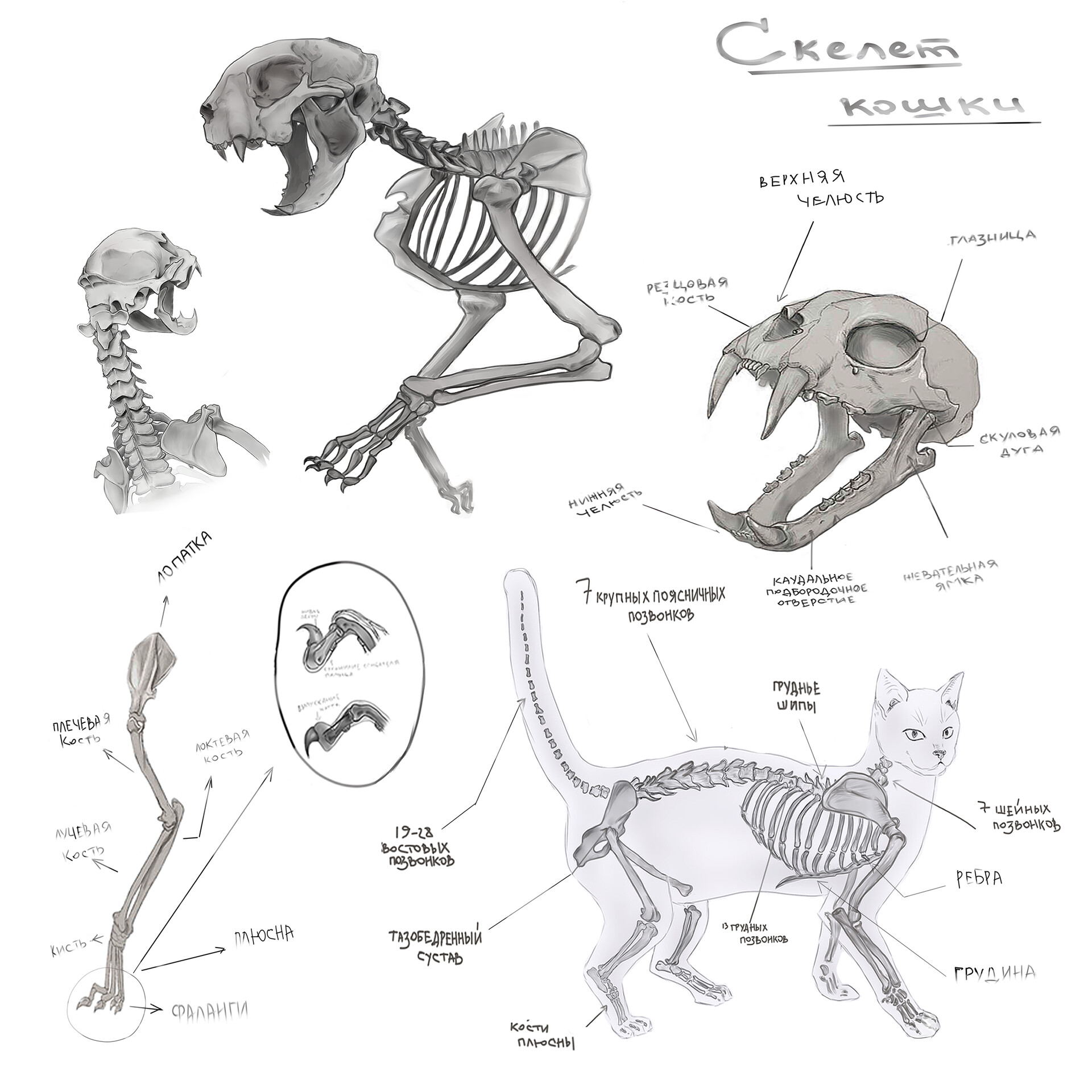 ArtStation - Skeleton