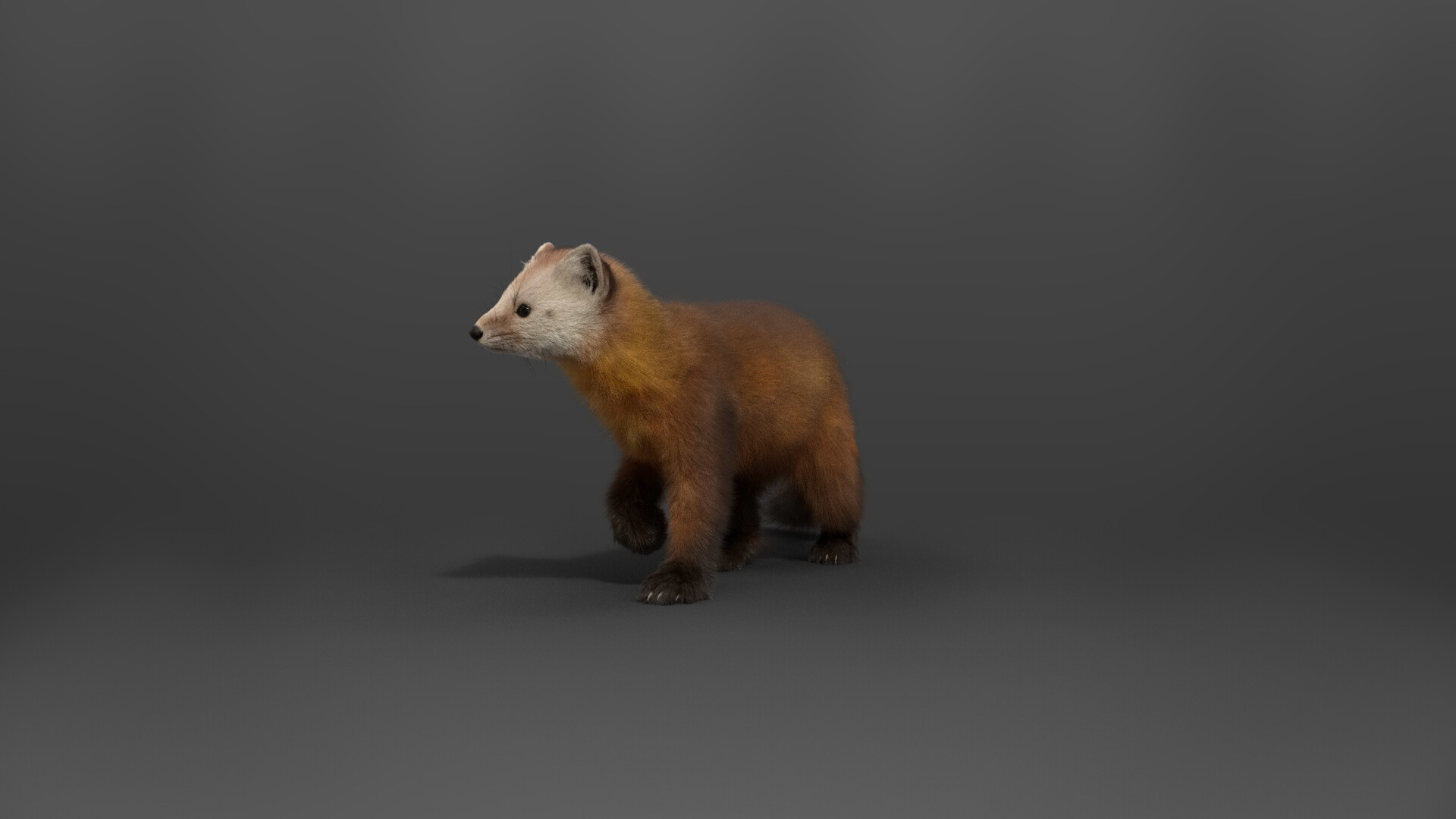 VFX models - American Marten Animated