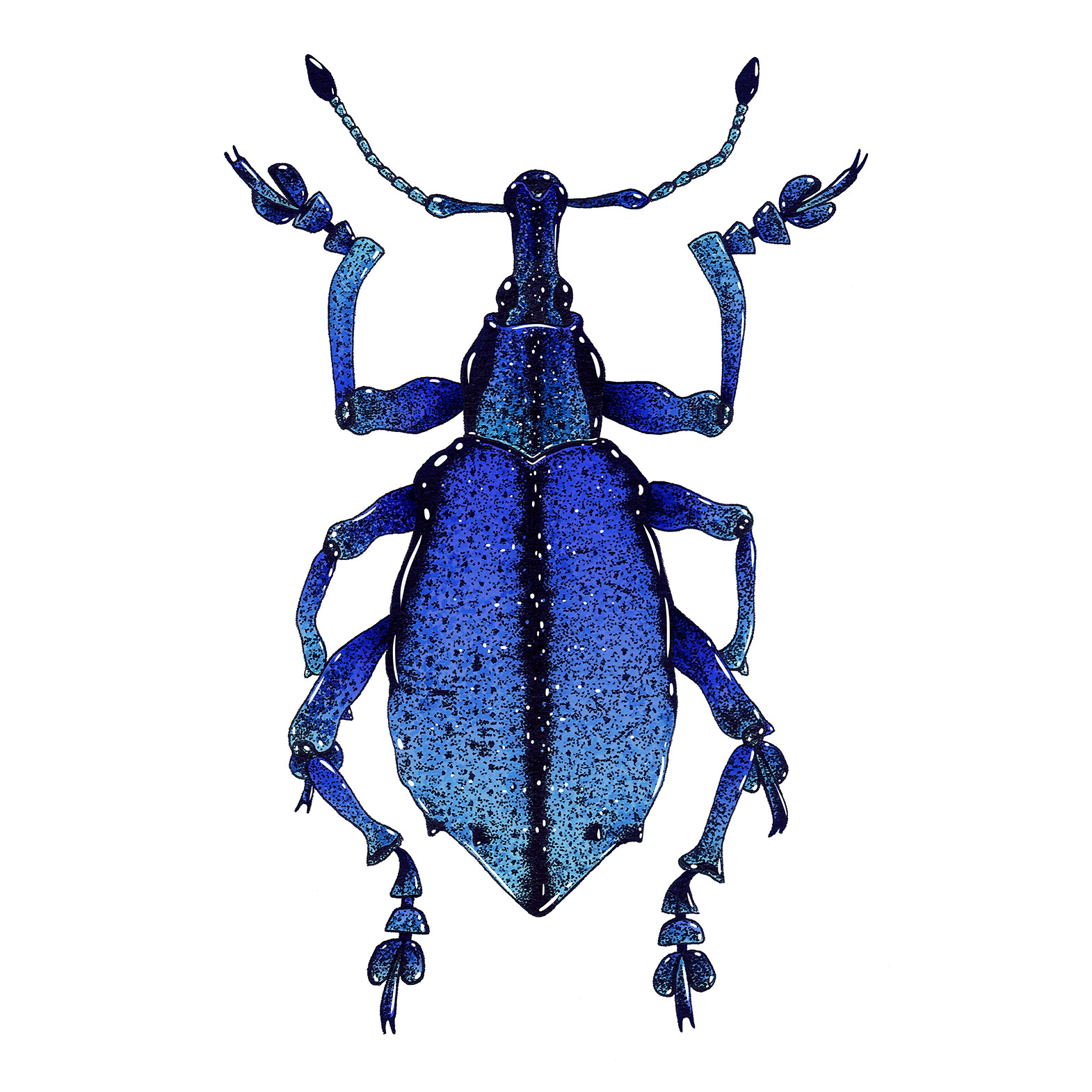 ArtStation - Eupholus