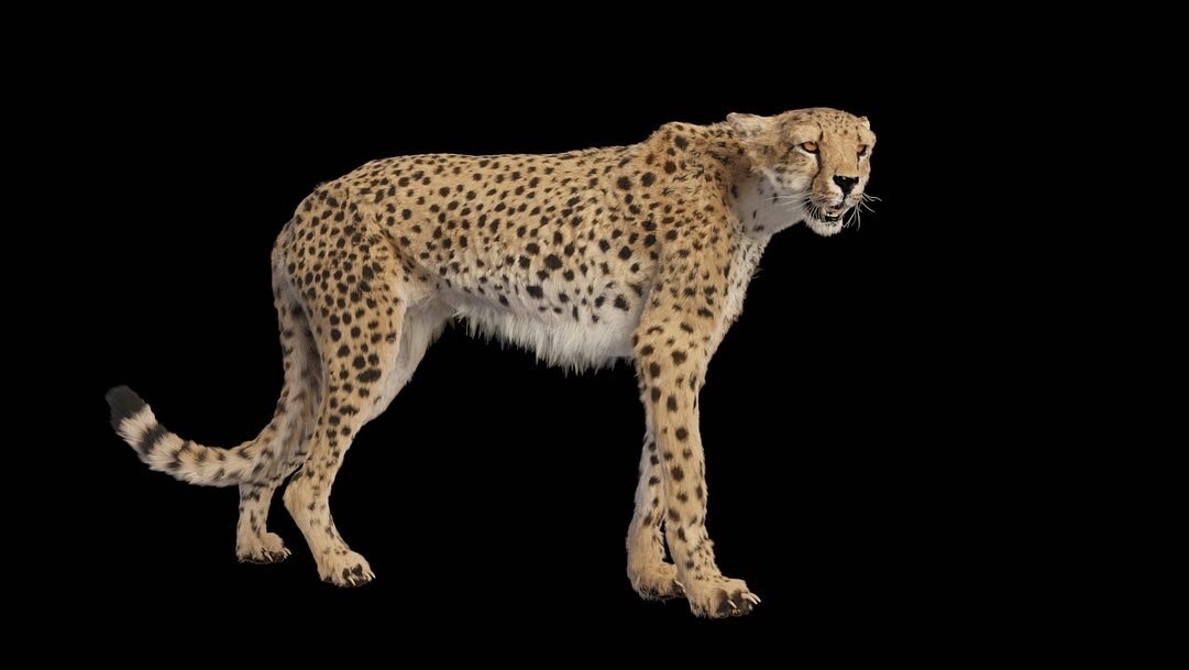 ArtStation - Realistic Cheetah - Acinonyx Jubatus