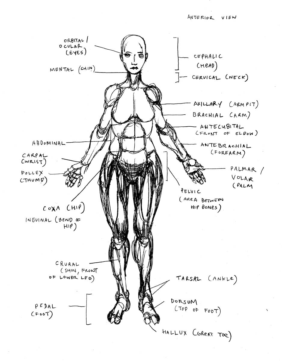 ArtStation - Anatomy