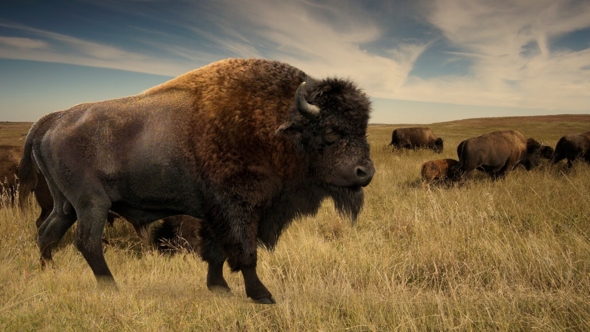 ArtStation - Bison / Groom / Fur