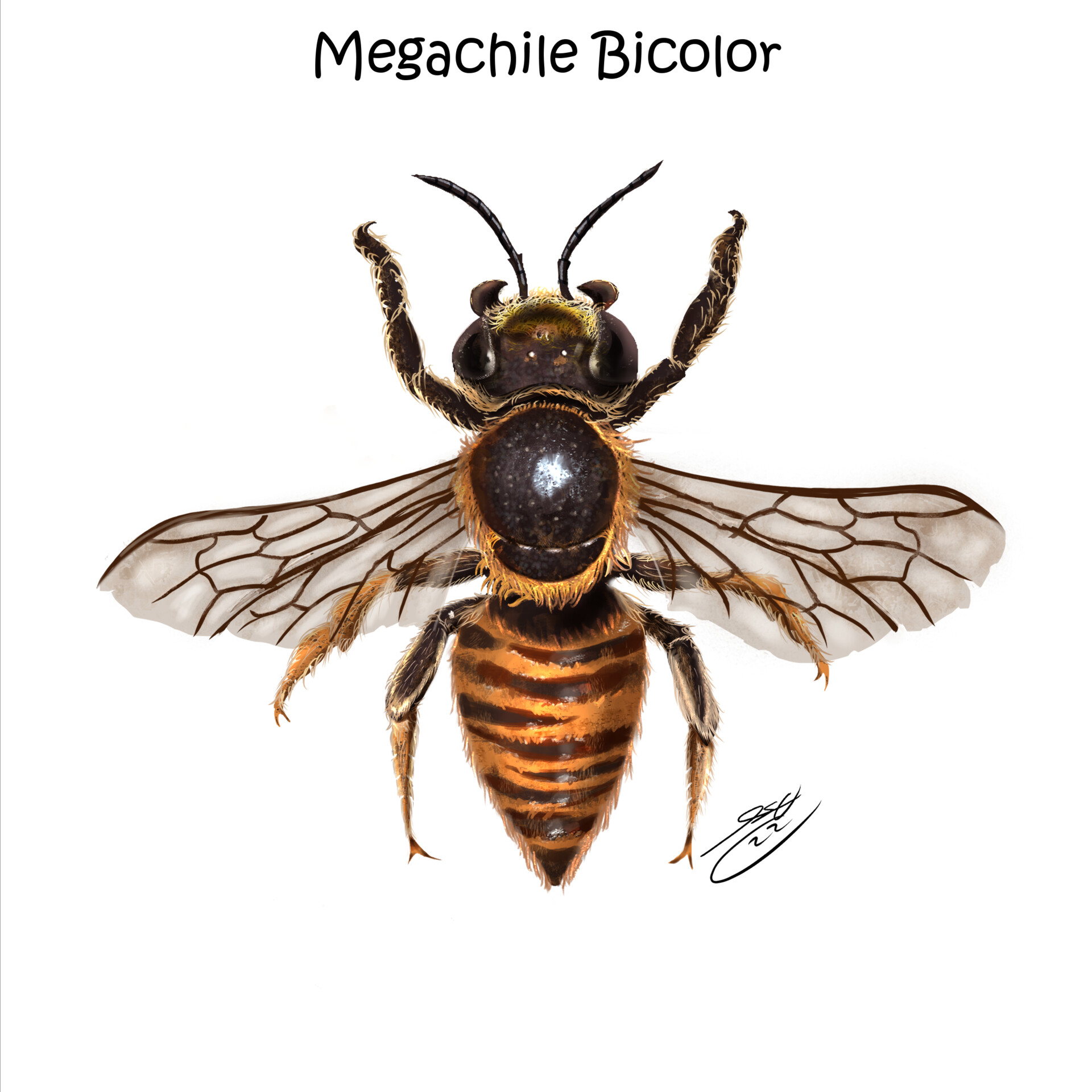 ArtStation - Bee paintings for FAME Pharmaceuticals (Bee Gallery Project)